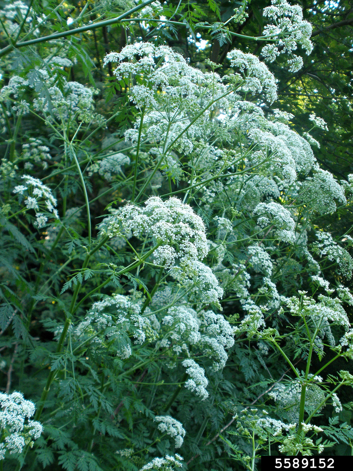 poison hemlock (Conium maculatum L.)