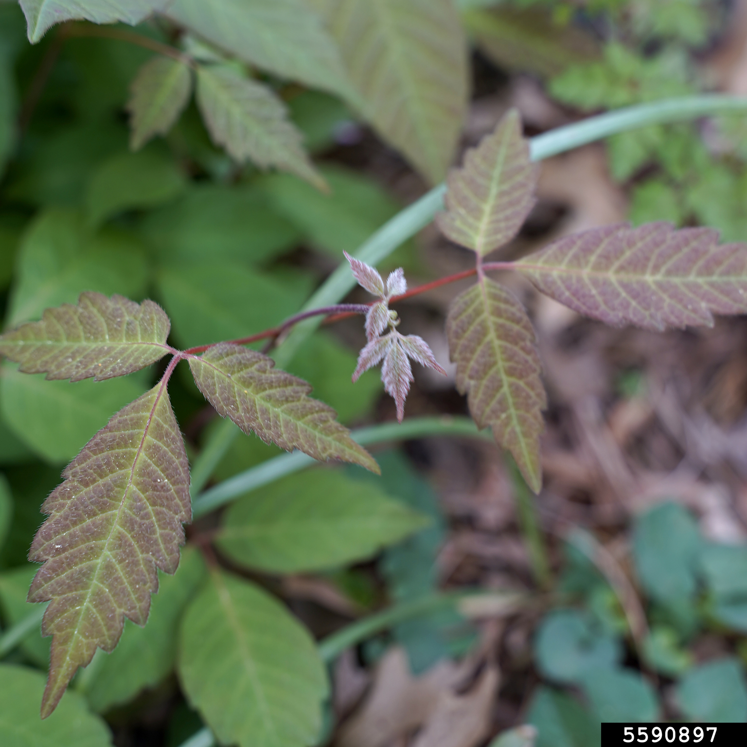 Henry's maple (Acer henryi Pax)