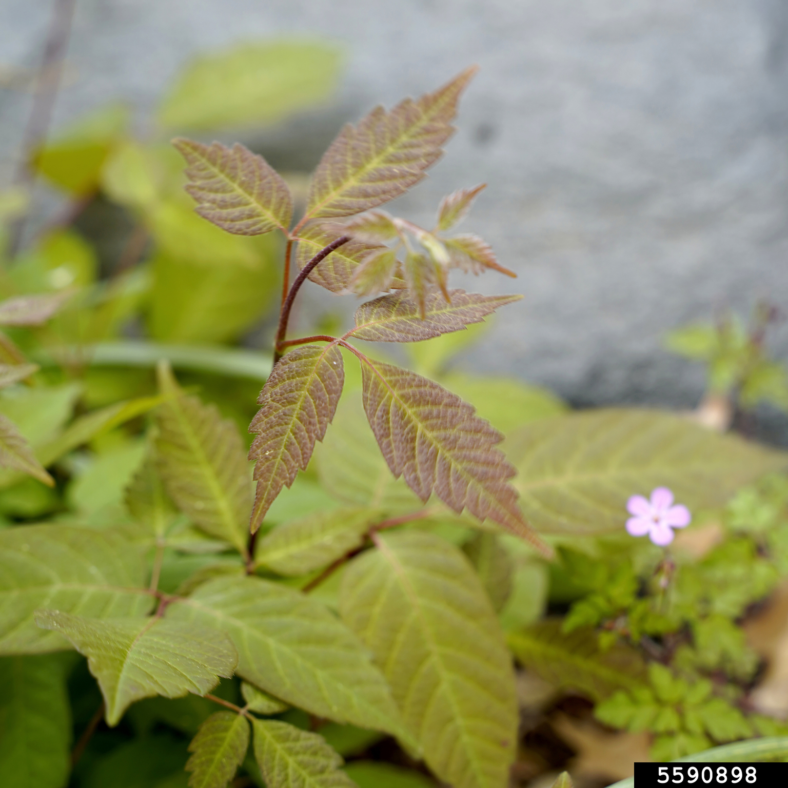 Henry's maple (Acer henryi)