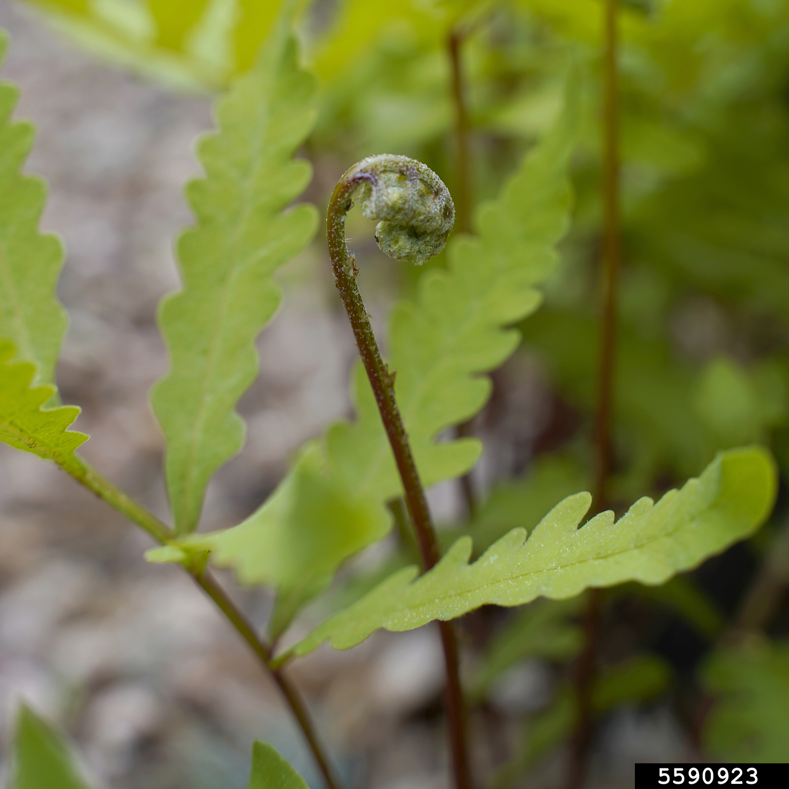sensitive fern (Onoclea sensibilis)