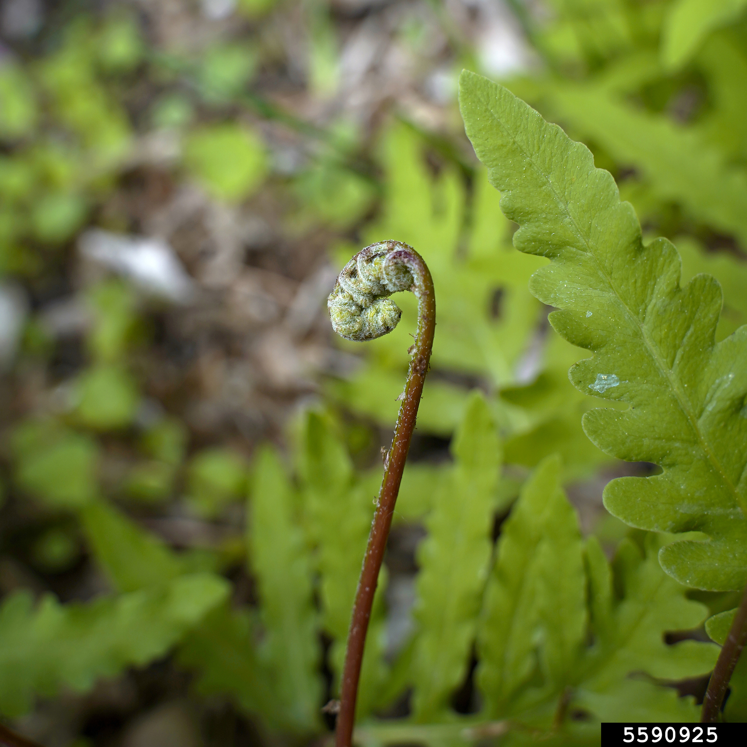 sensitive fern (Onoclea sensibilis)