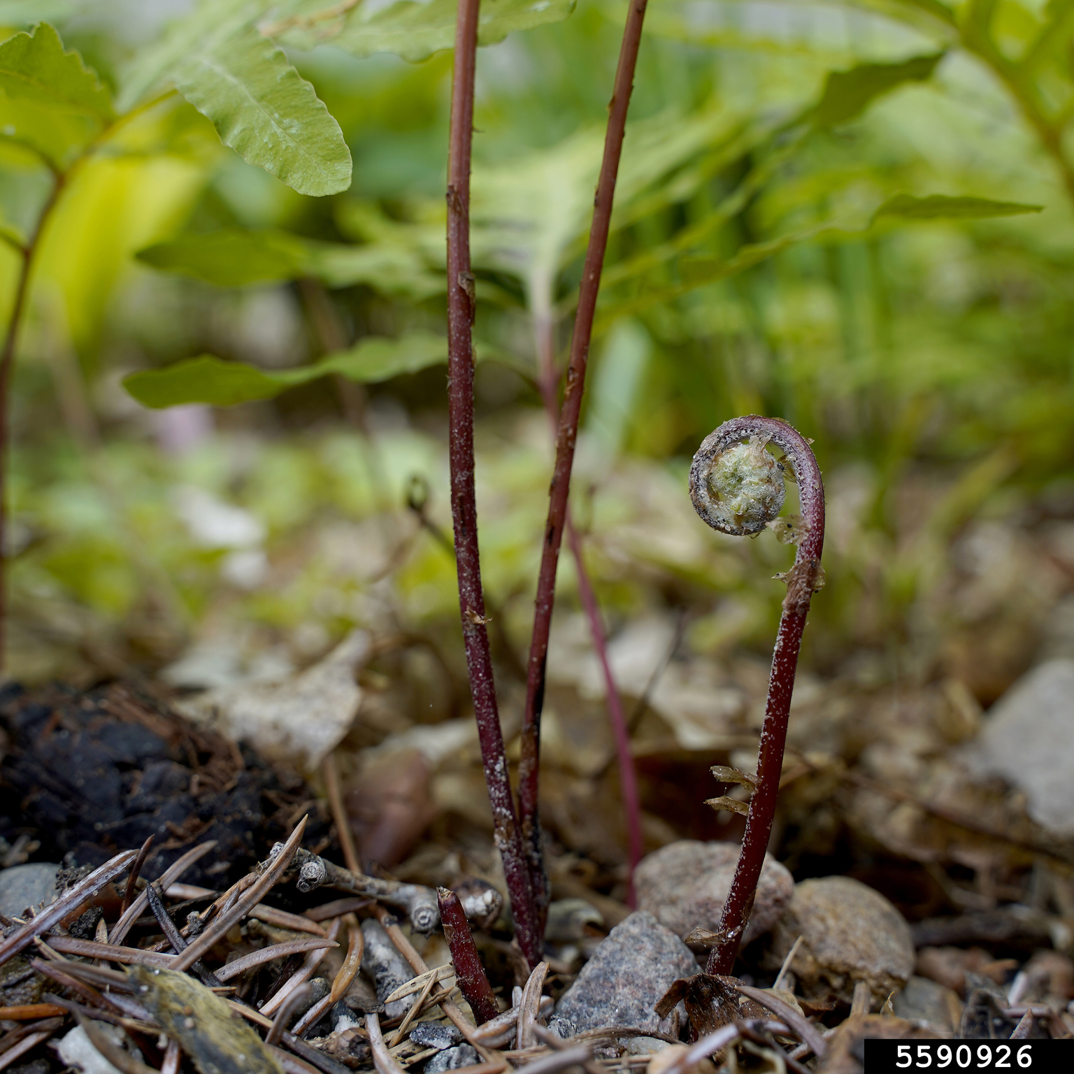 sensitive fern (Onoclea sensibilis)