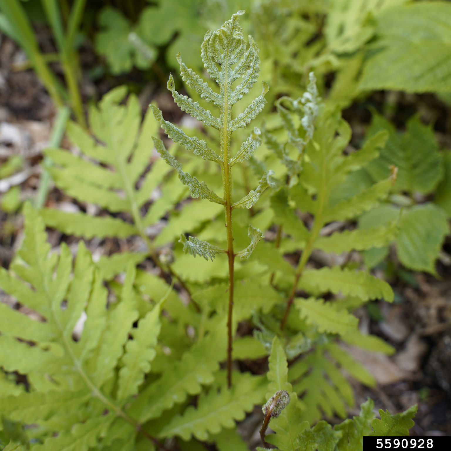 sensitive fern (Onoclea sensibilis L.)