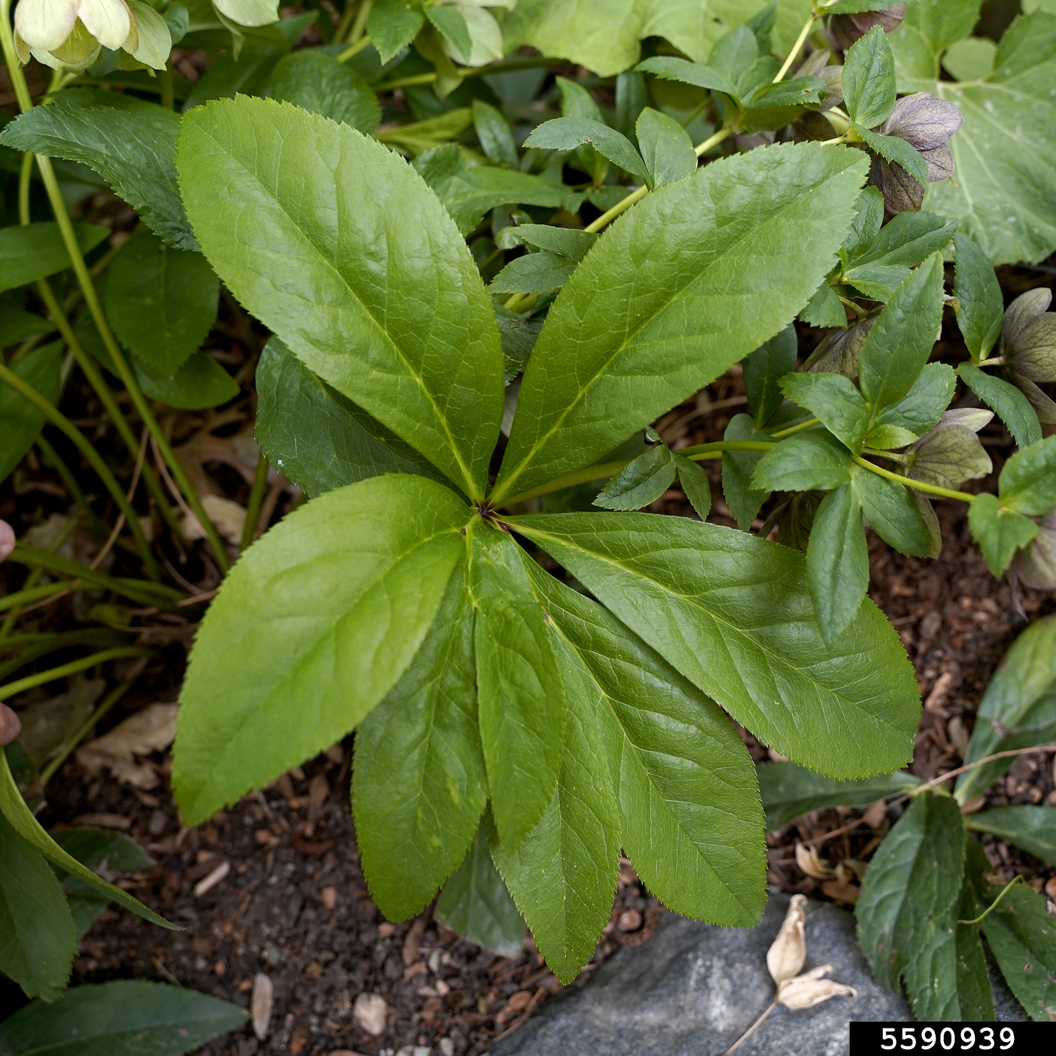hellebore (Helleborus orientalis ssp. abchasicus (A.Braun) B.Mathew)