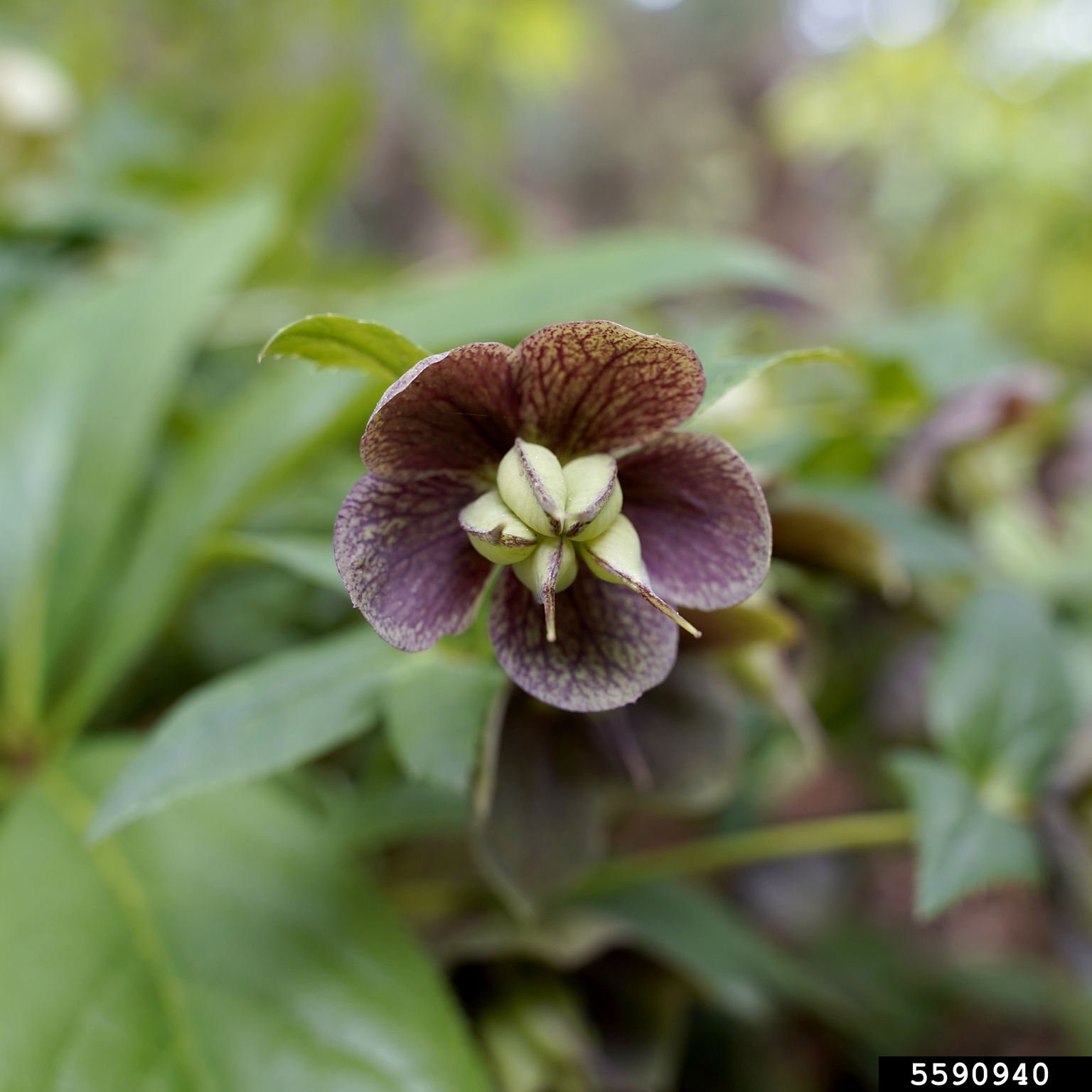 hellebore (Helleborus orientalis ssp. abchasicus (A.Braun) B.Mathew)