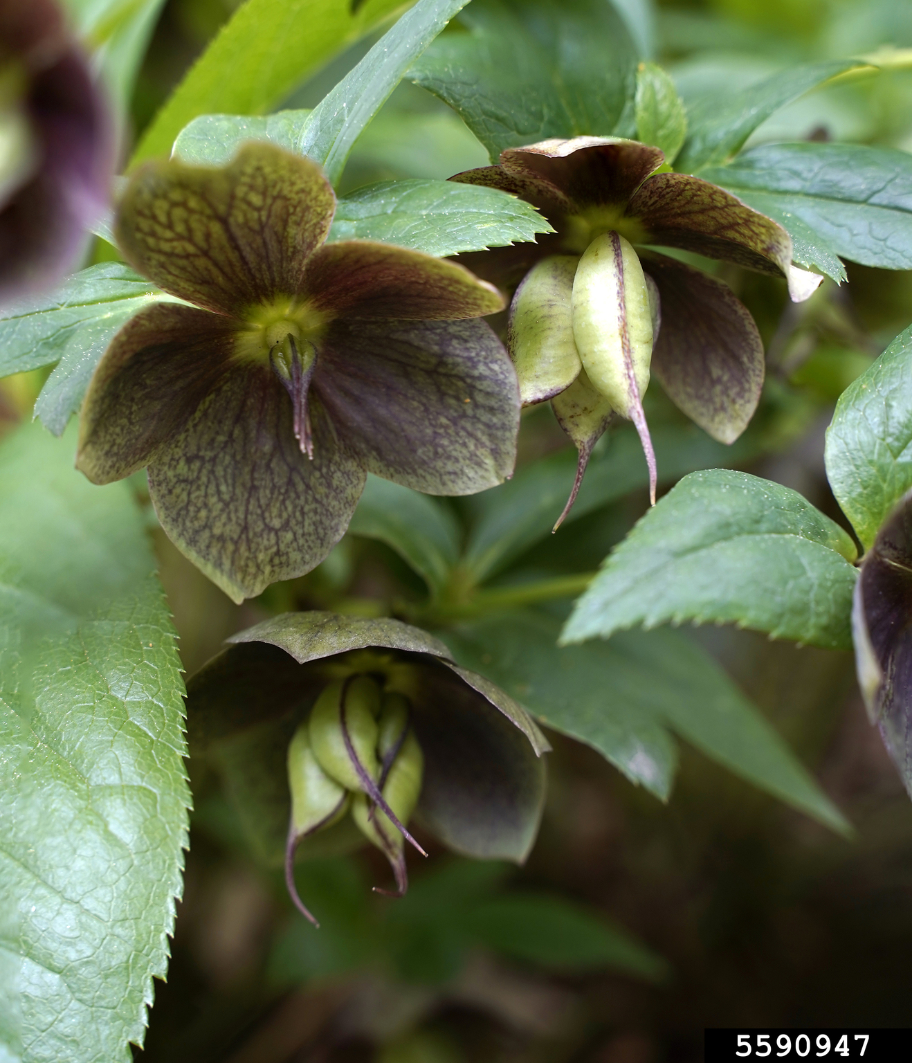 hellebore (Helleborus orientalis ssp. abchasicus (A.Braun) B.Mathew)