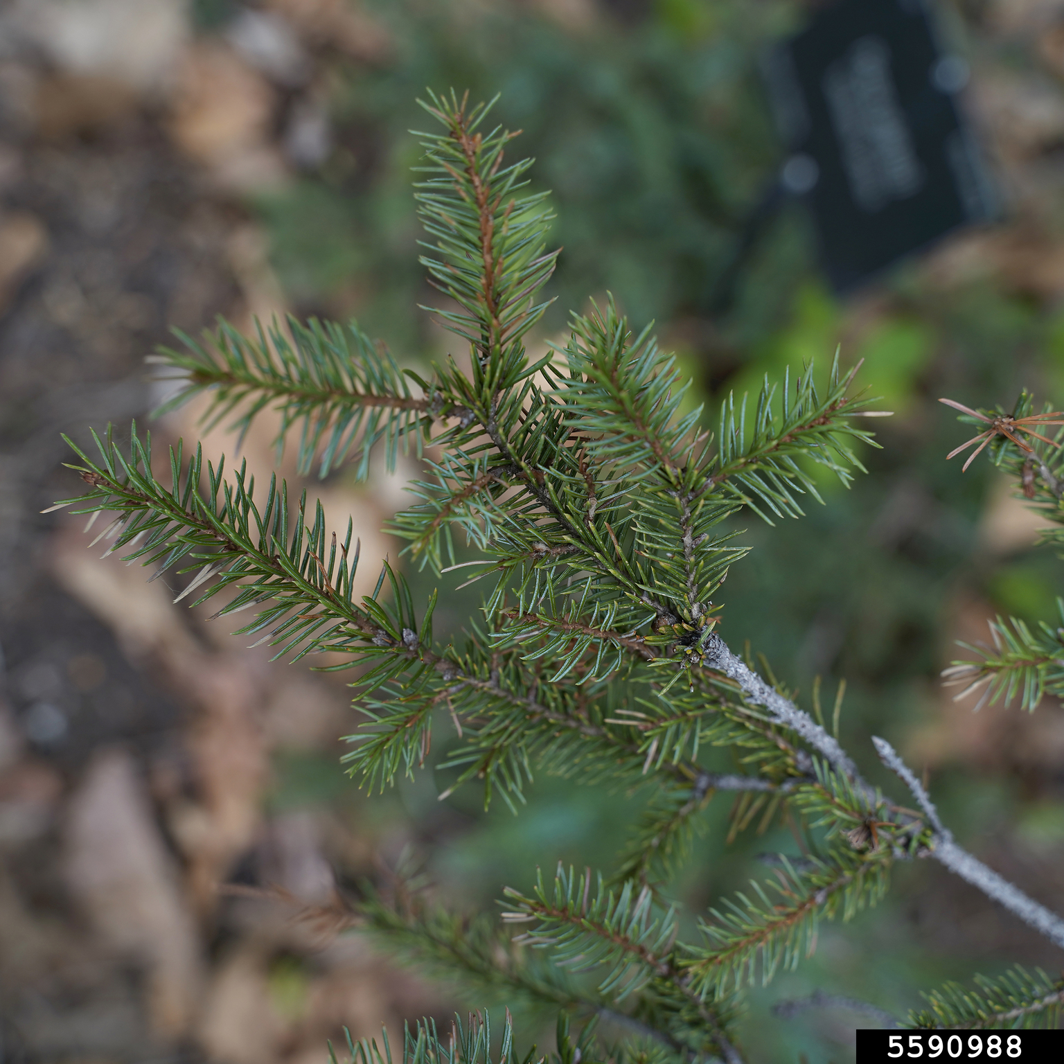 Sakhalin spruce (Picea glehnii (F. Schmidt) Mast.)