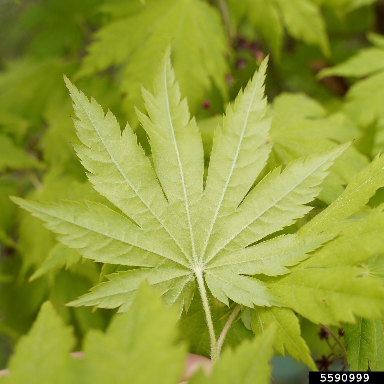 Siebold's maple (Acer sieboldianum Miq.)