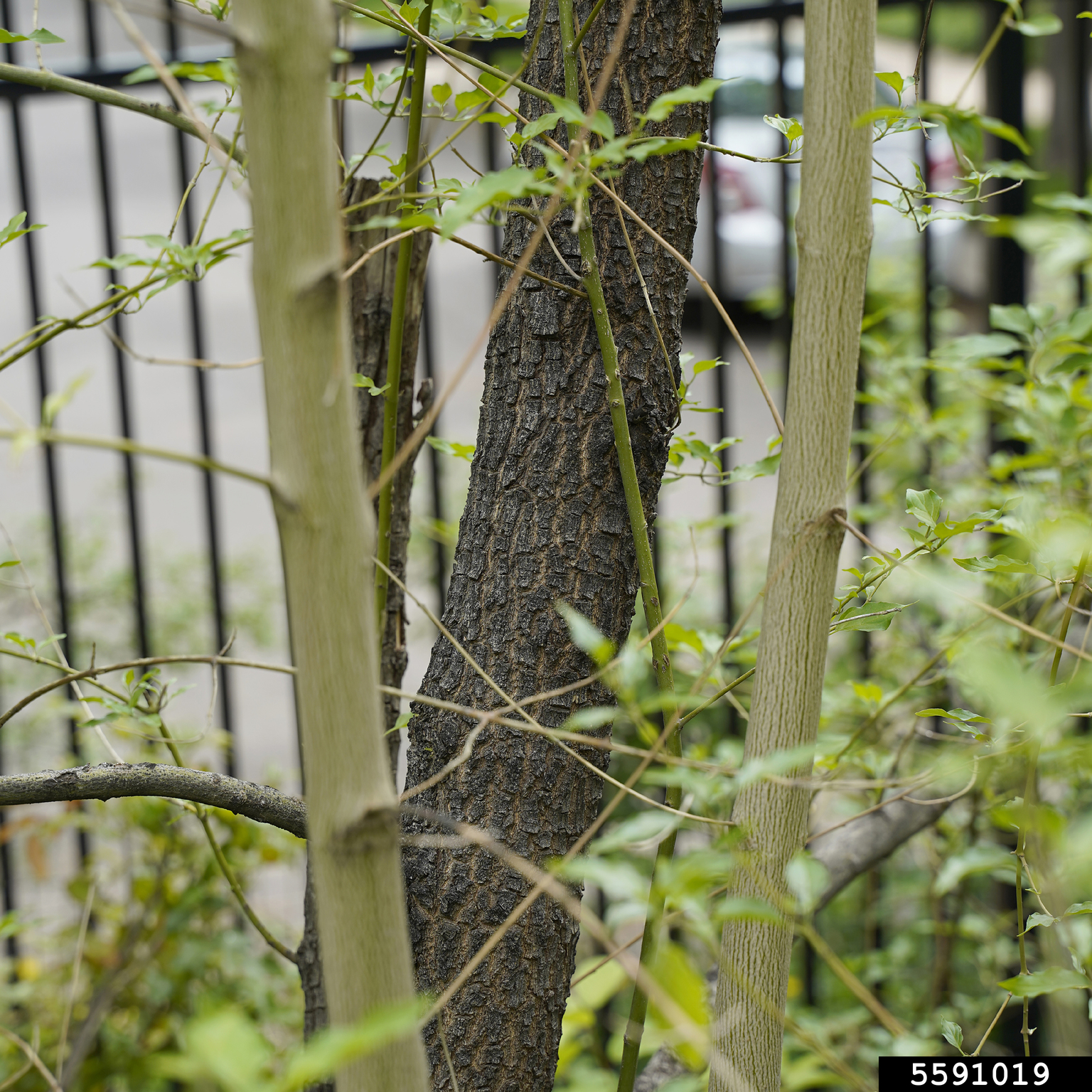 dogwood (Cornus walteri)