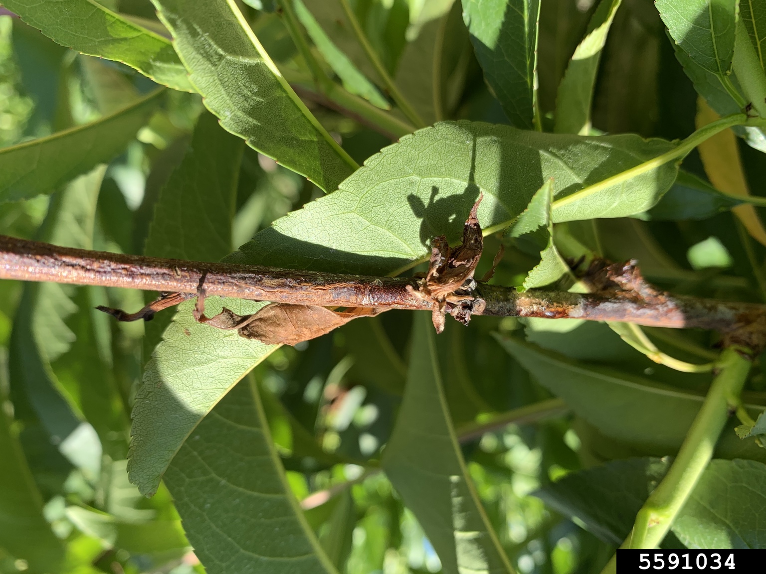 Fusicoccum canker (Fusicoccum amygdali Delacr.)