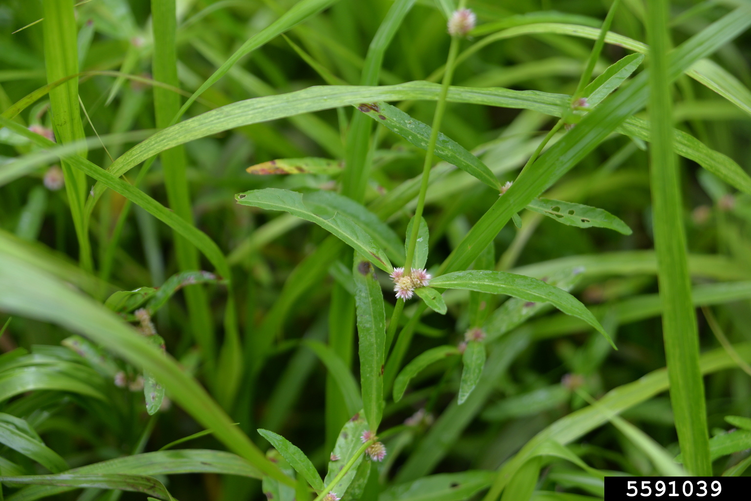 sessile joyweed (Alternanthera sessilis (L.) R. Br. ex DC.)