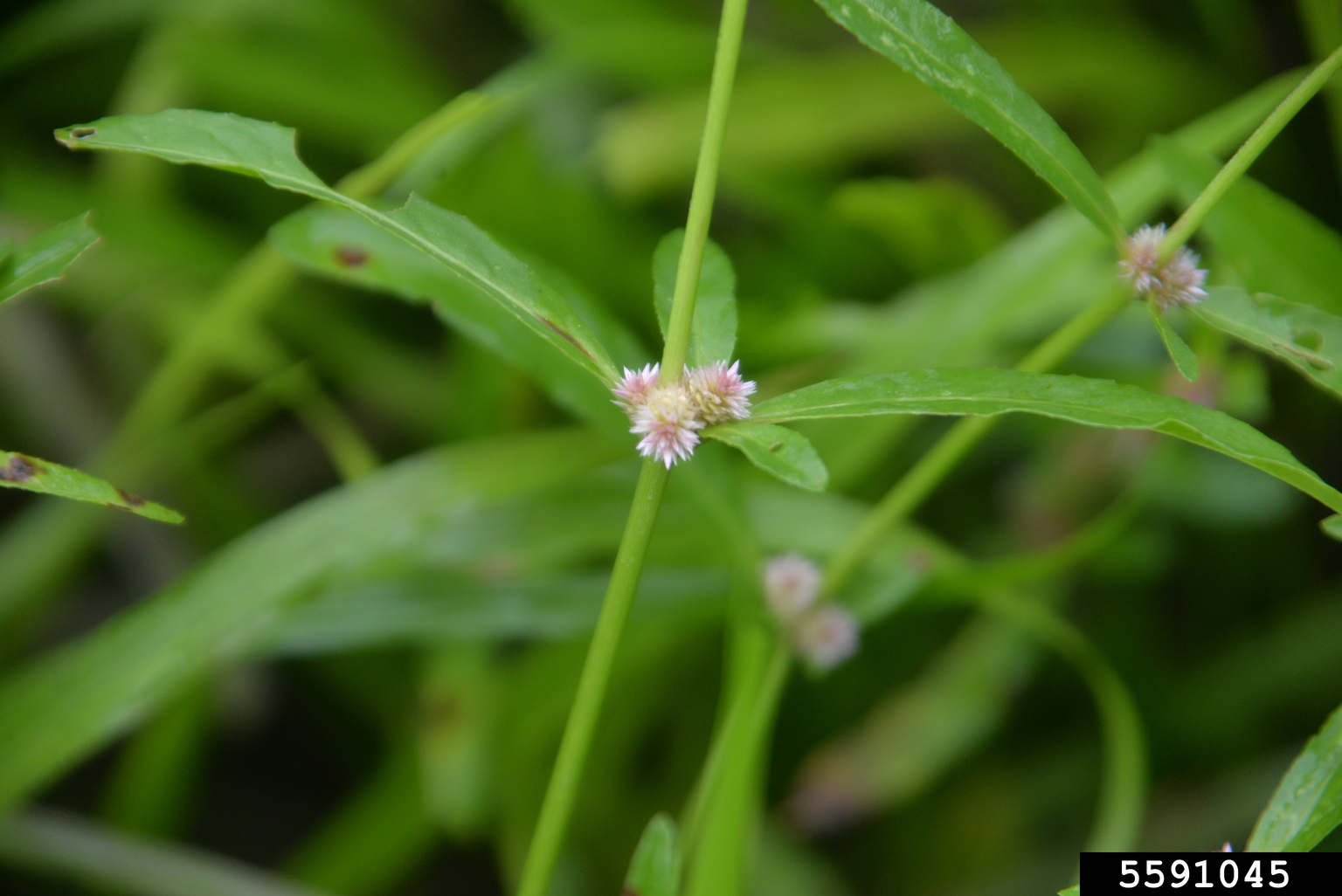 sessile joyweed (Alternanthera sessilis (L.) R. Br. ex DC.)