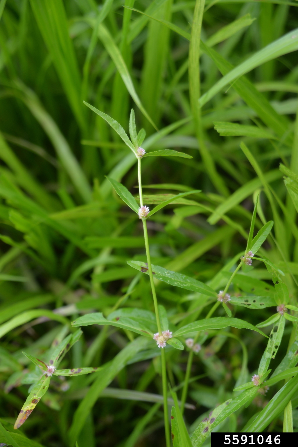 sessile joyweed (Alternanthera sessilis)
