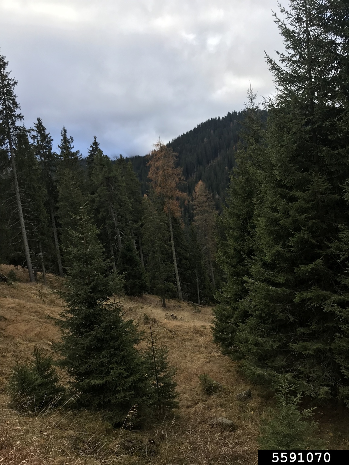 European larch (Larix decidua P. Mill.)