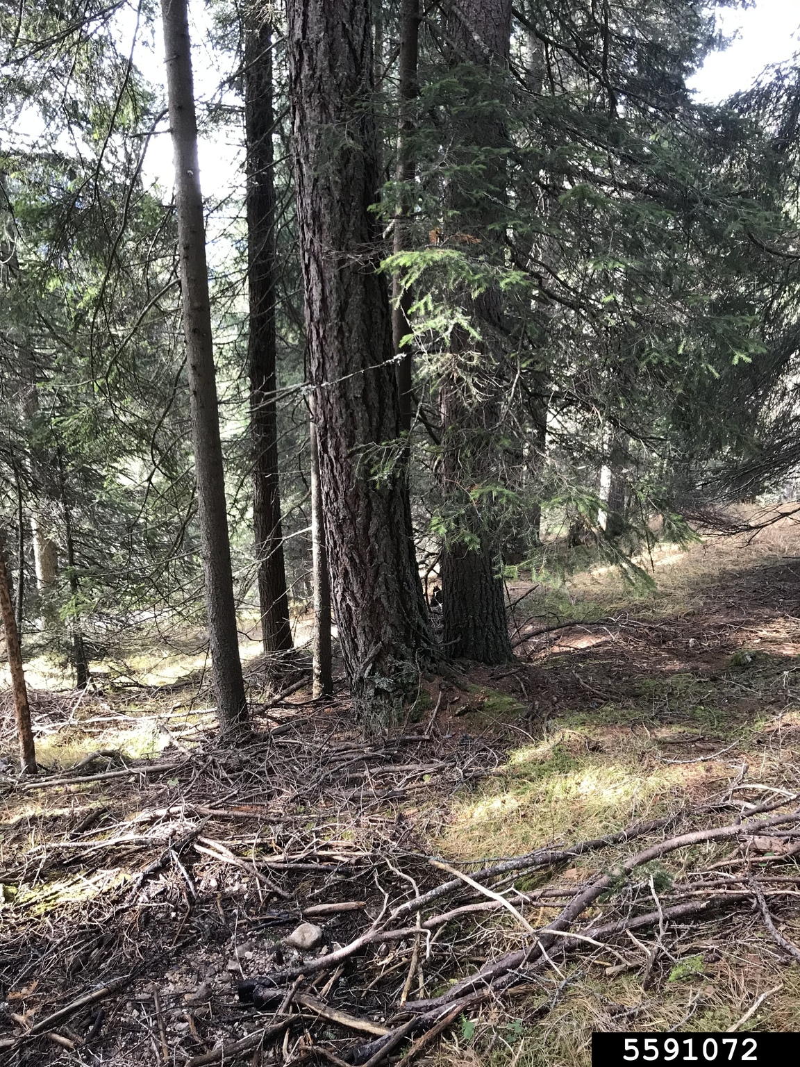 European larch (Larix decidua P. Mill.)
