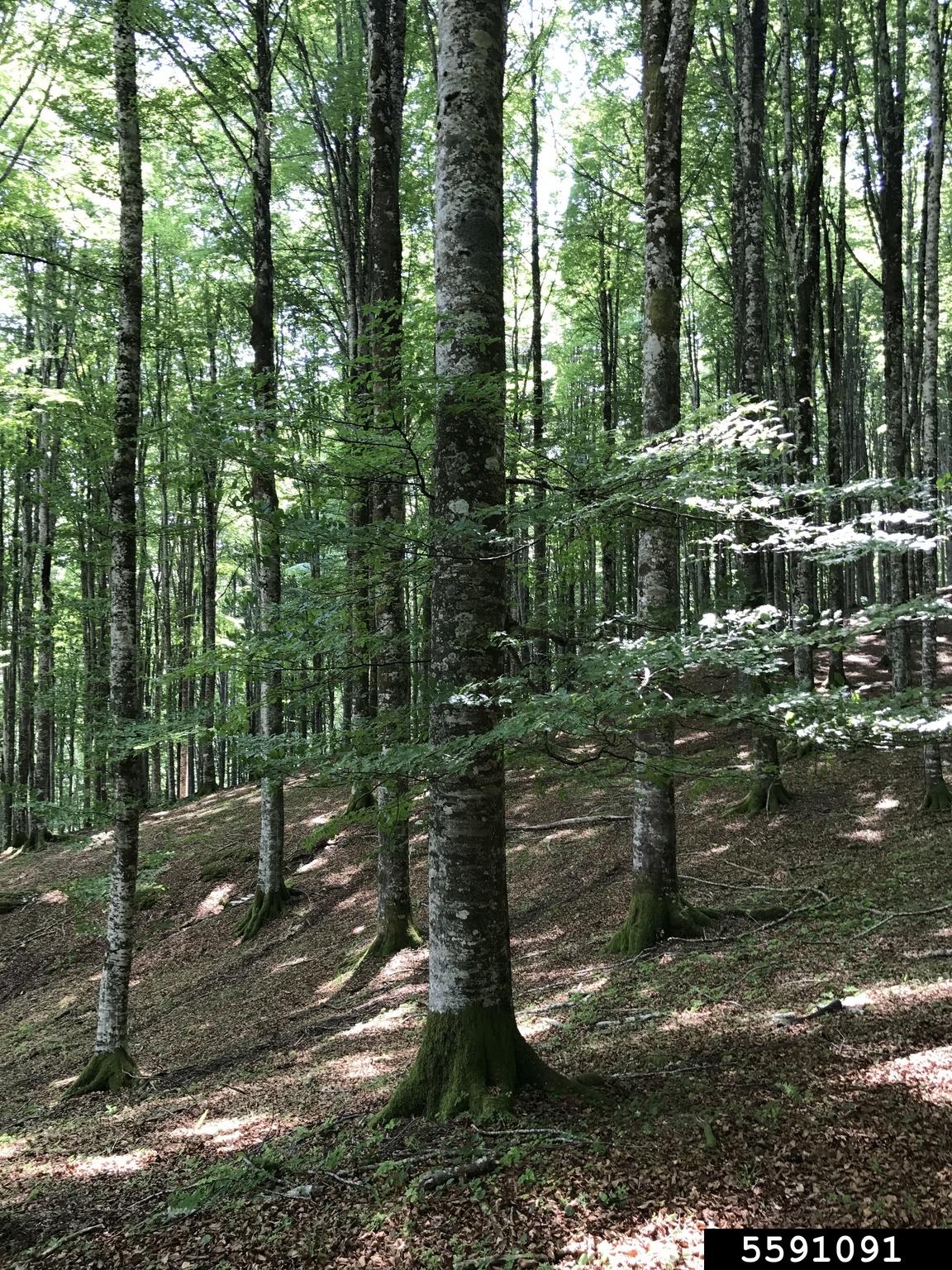 European beech (Fagus sylvatica L.)