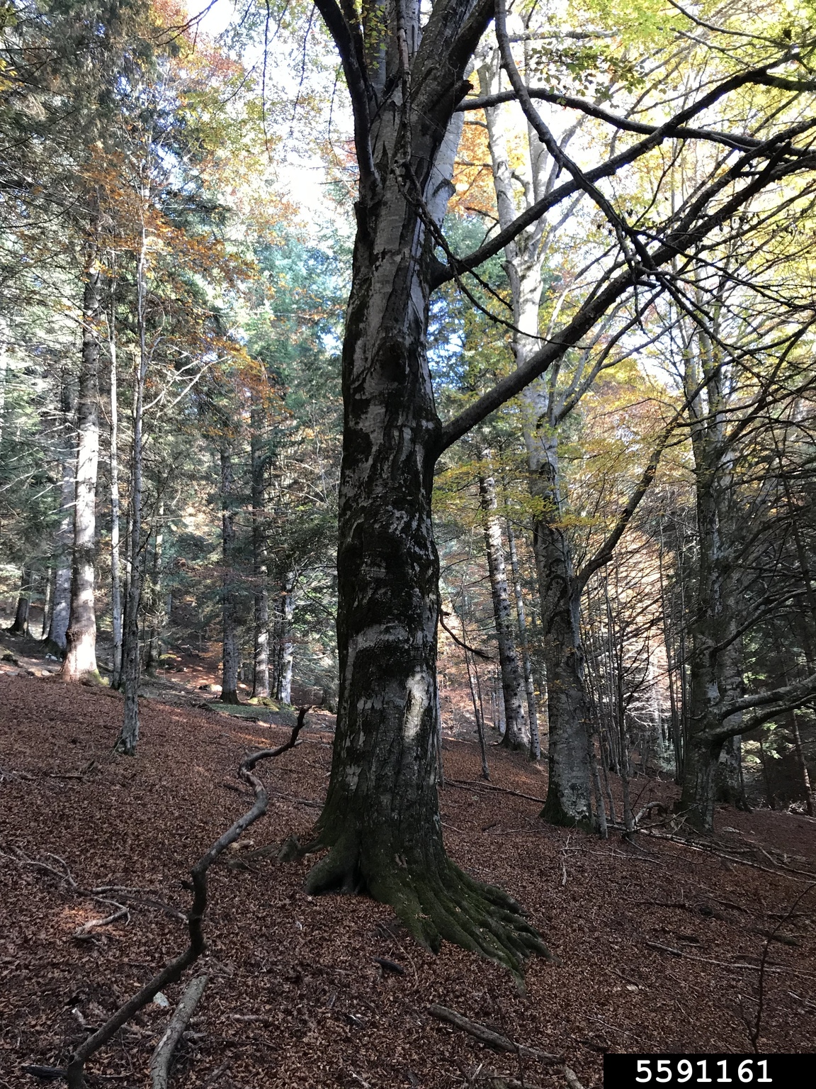 European beech (Fagus sylvatica L.)