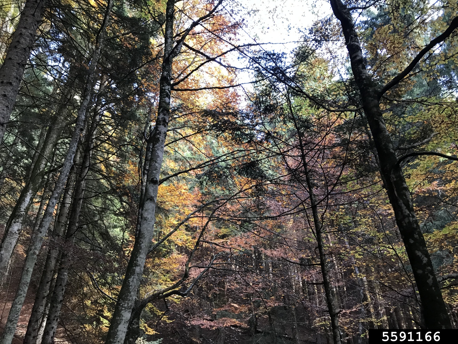 European beech (Fagus sylvatica L.)