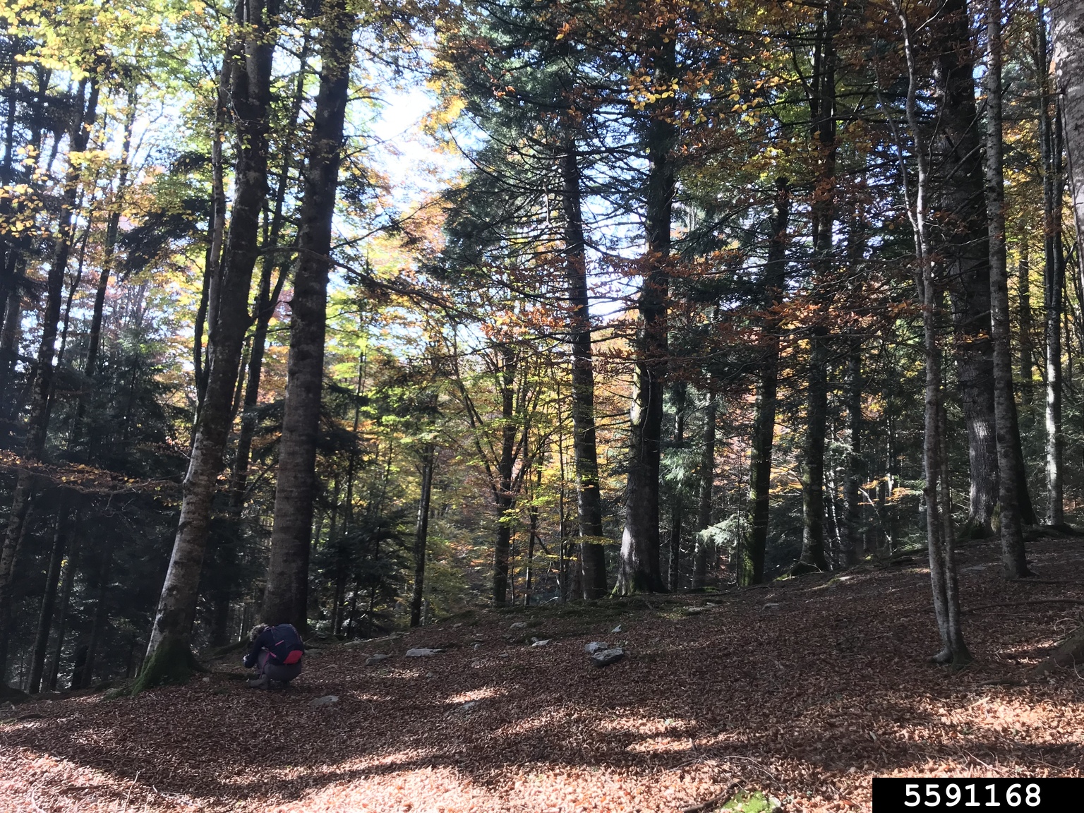 European beech (Fagus sylvatica L.)