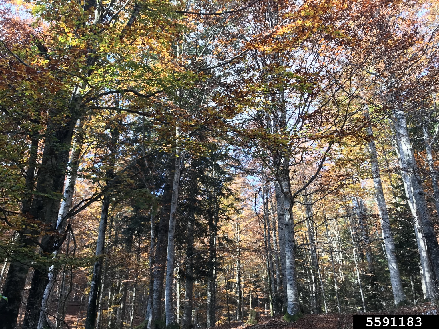 European beech (Fagus sylvatica L.)