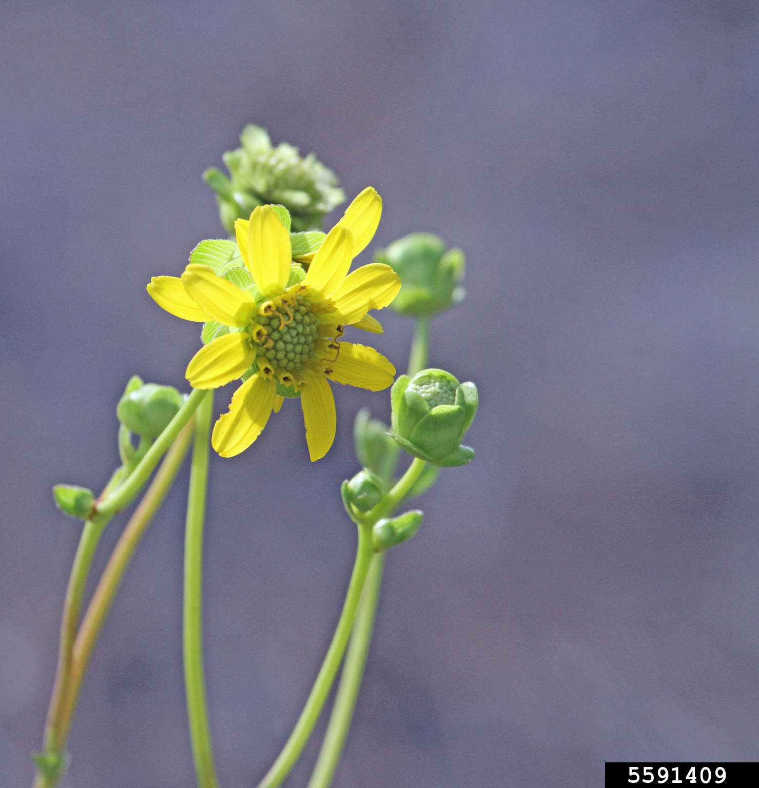 gumweed (Genus Grindelia)
