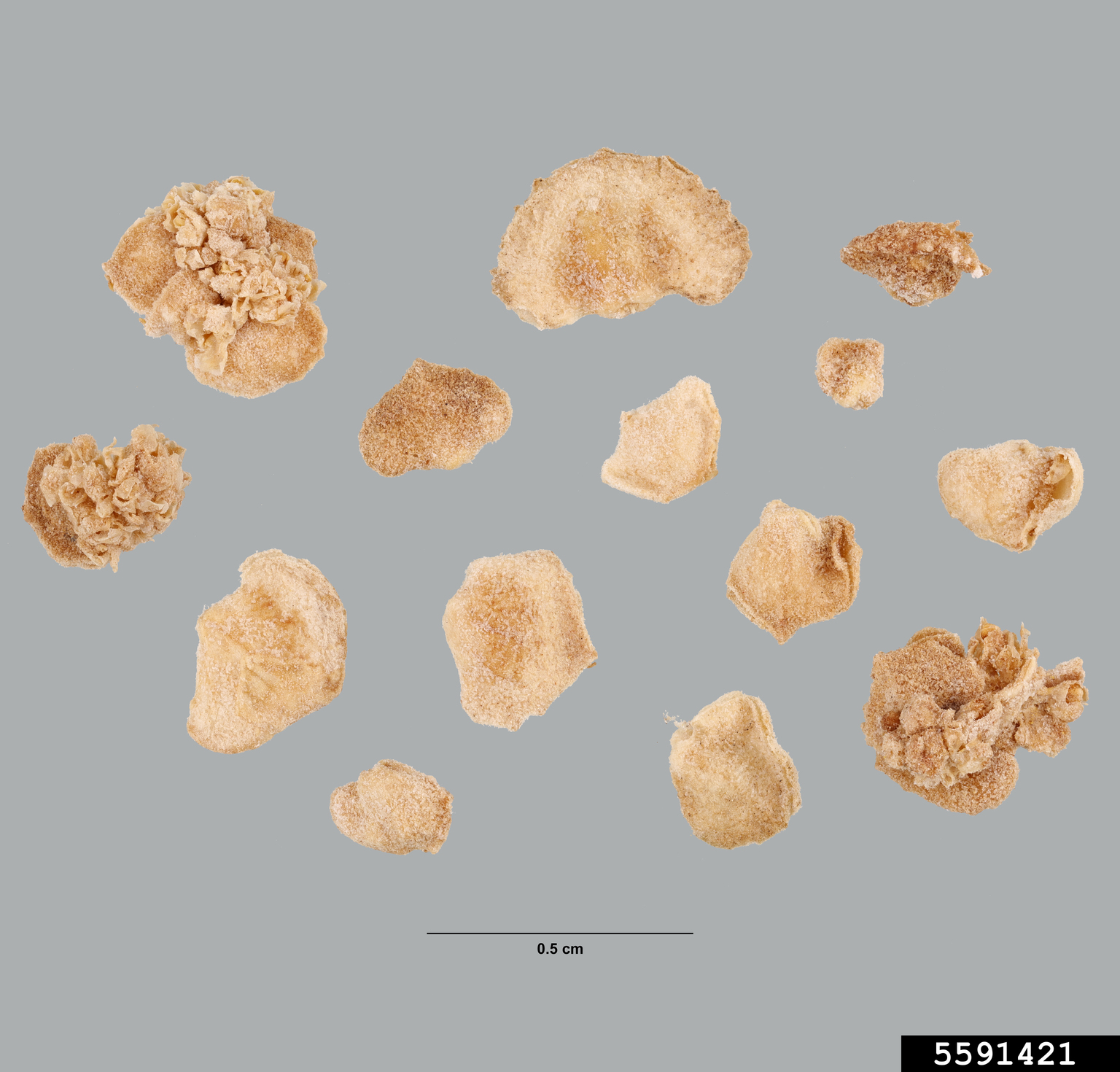 saltbush (Atriplex halimus L.)