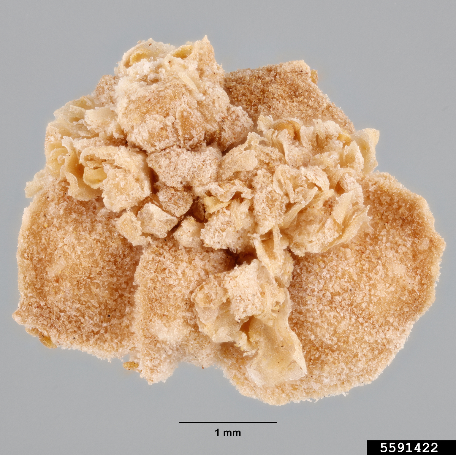 saltbush (Atriplex halimus)