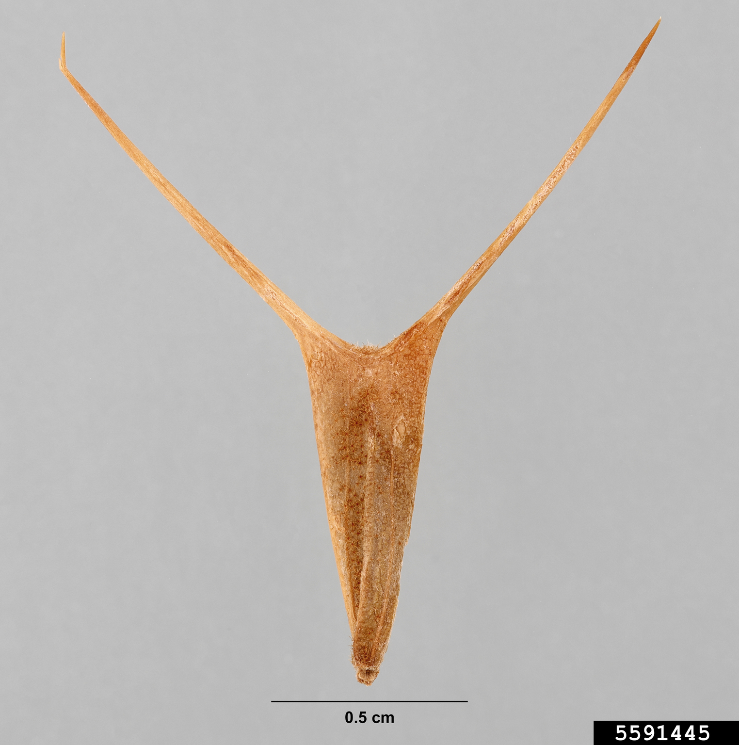 jiao guo li (Ceratocarpus arenarius L.)
