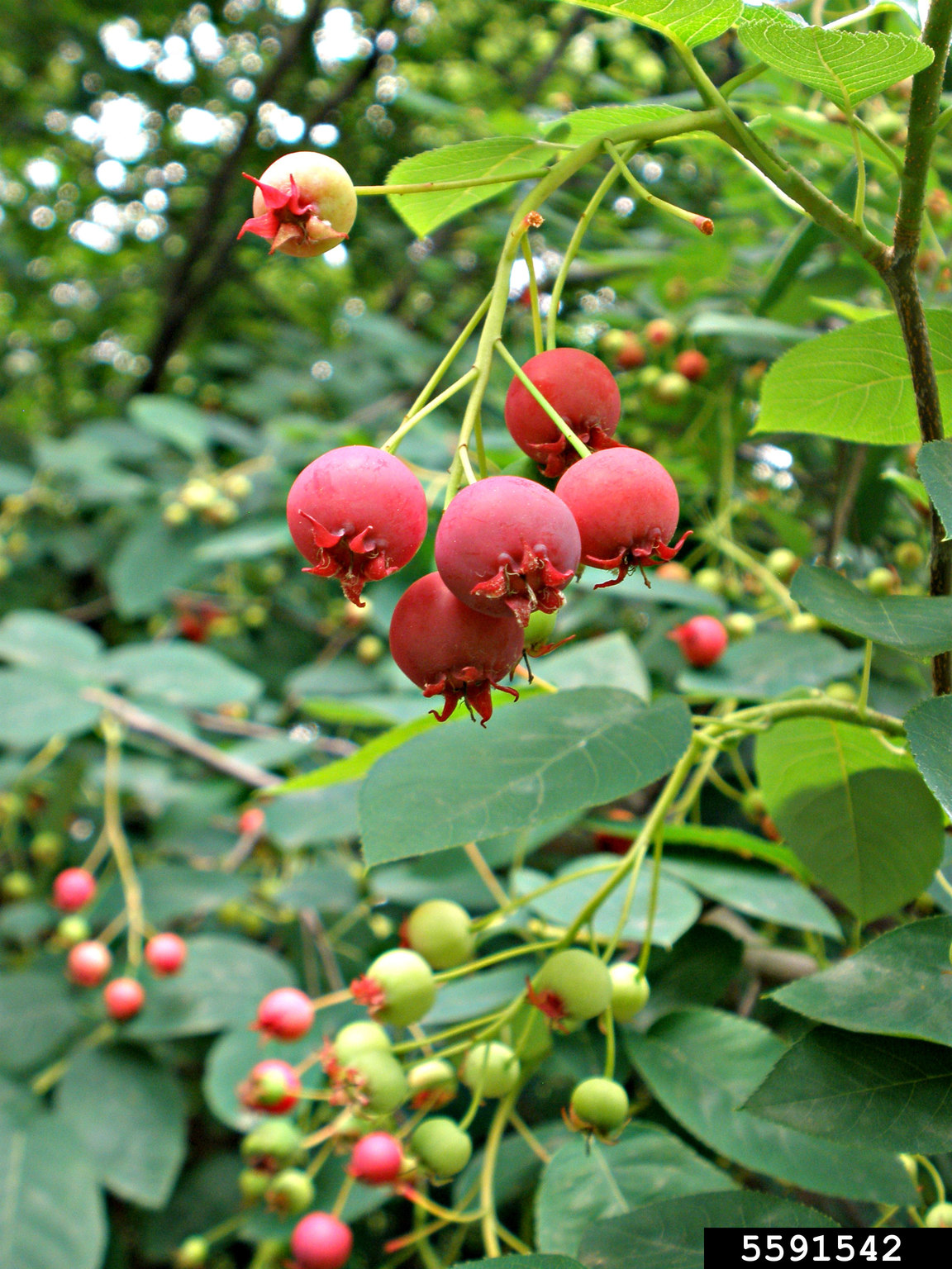 serviceberry (Genus Amelanchier)