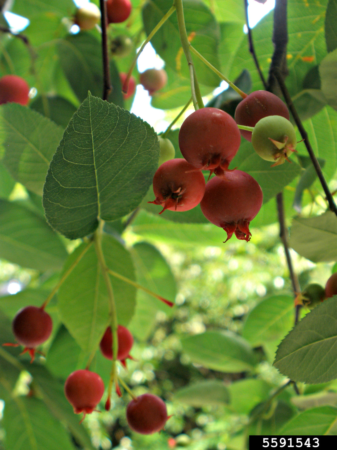 serviceberry (Genus Amelanchier)