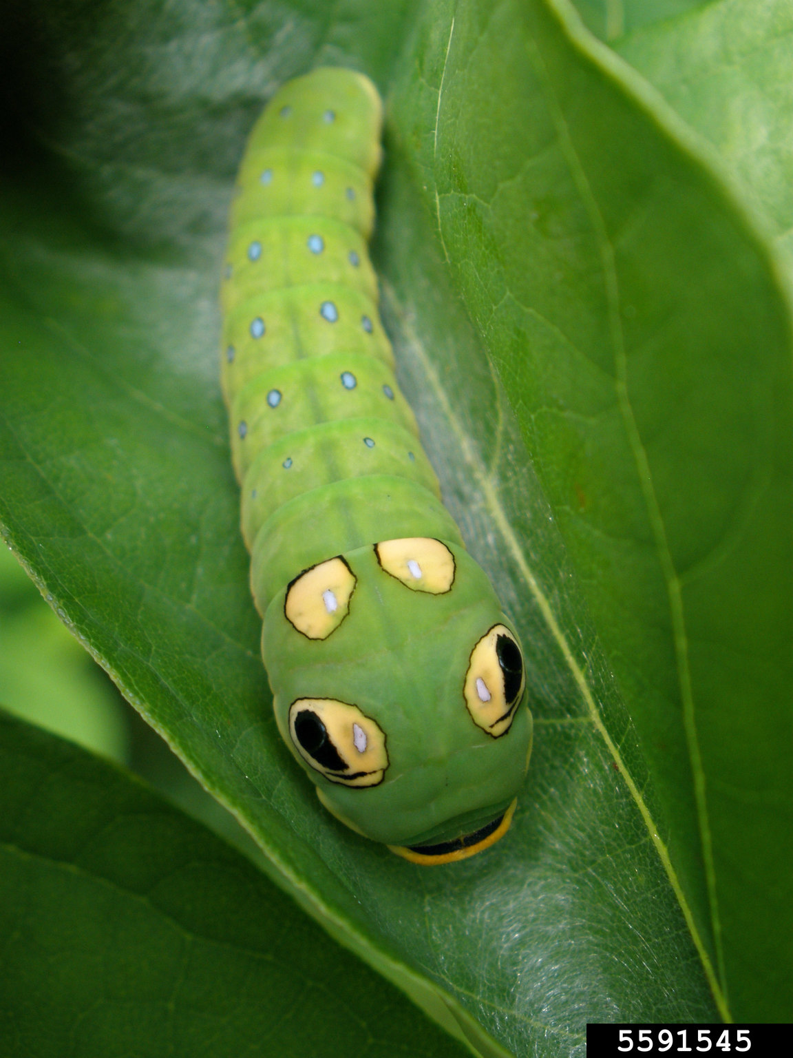 spicebush swallowtail (Papilio troilus ) on northern spicebush (Lindera ...