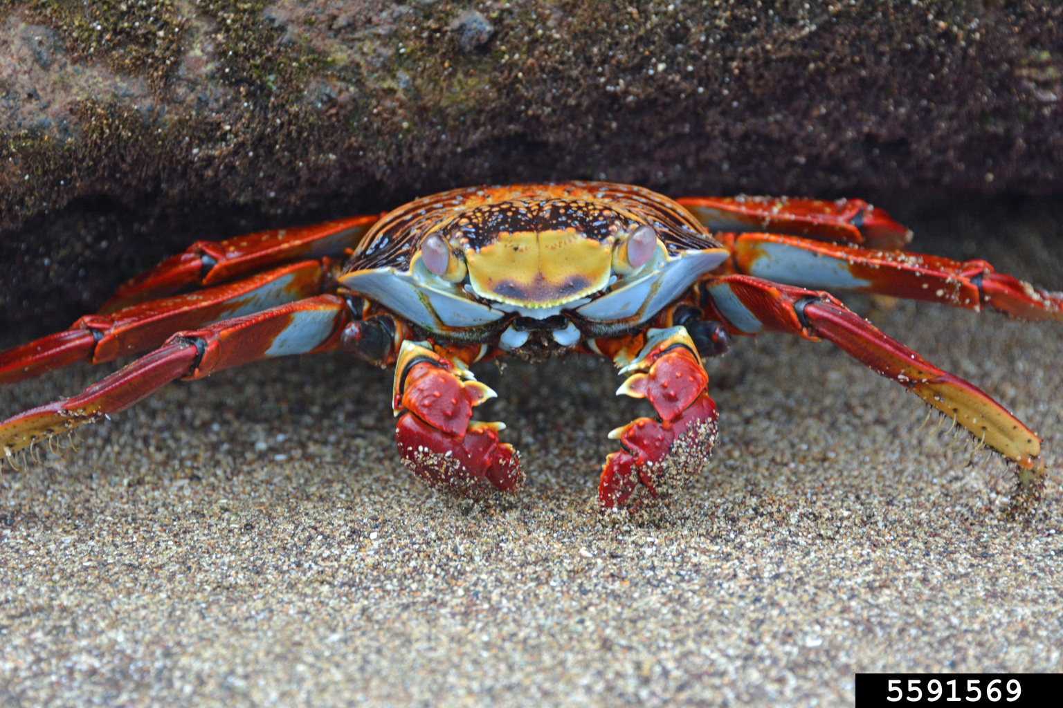 Sally Lightfoot crab (Grapsus grapsus)