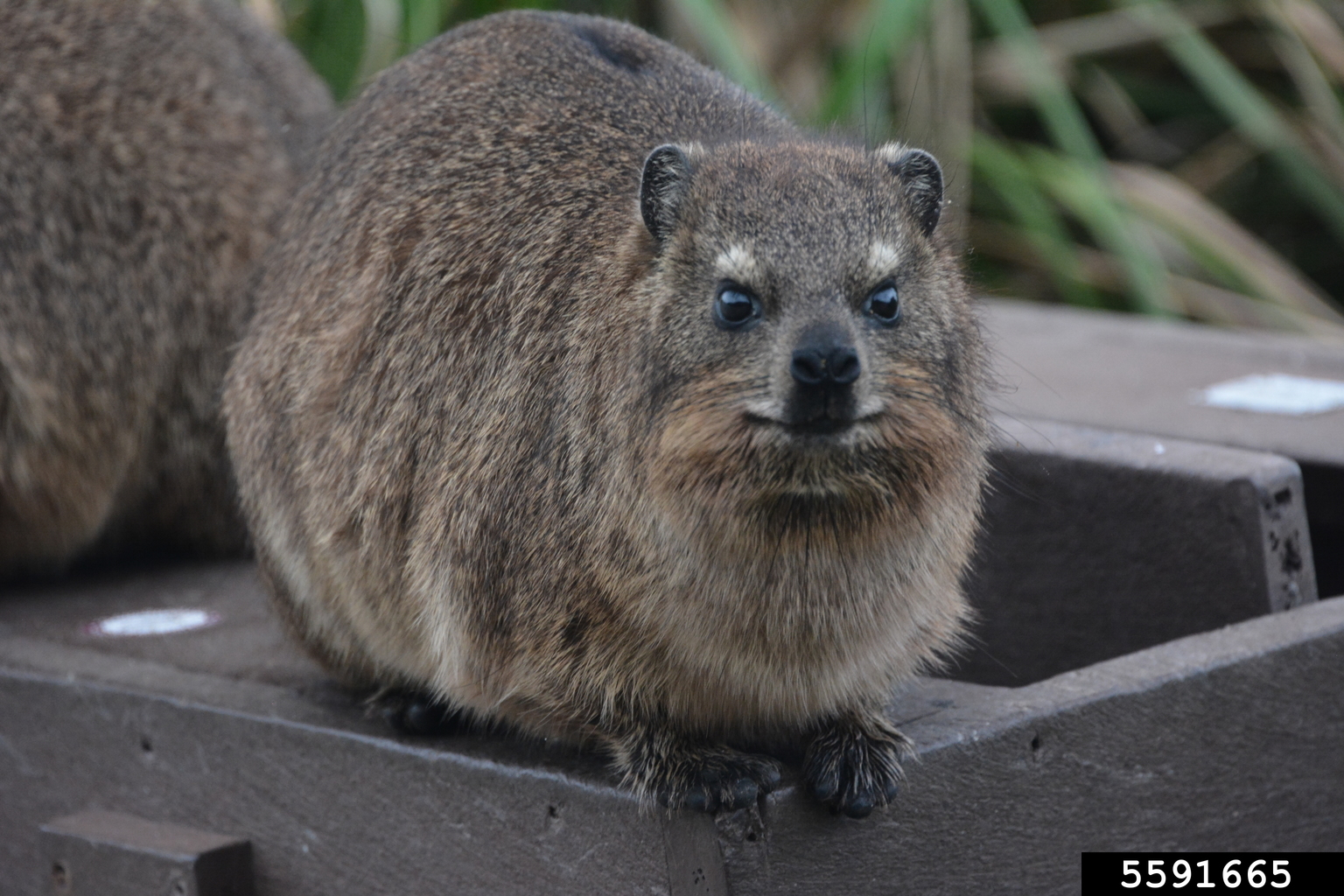 rock hyrax (Procavia capensis (Pallas, 1766))