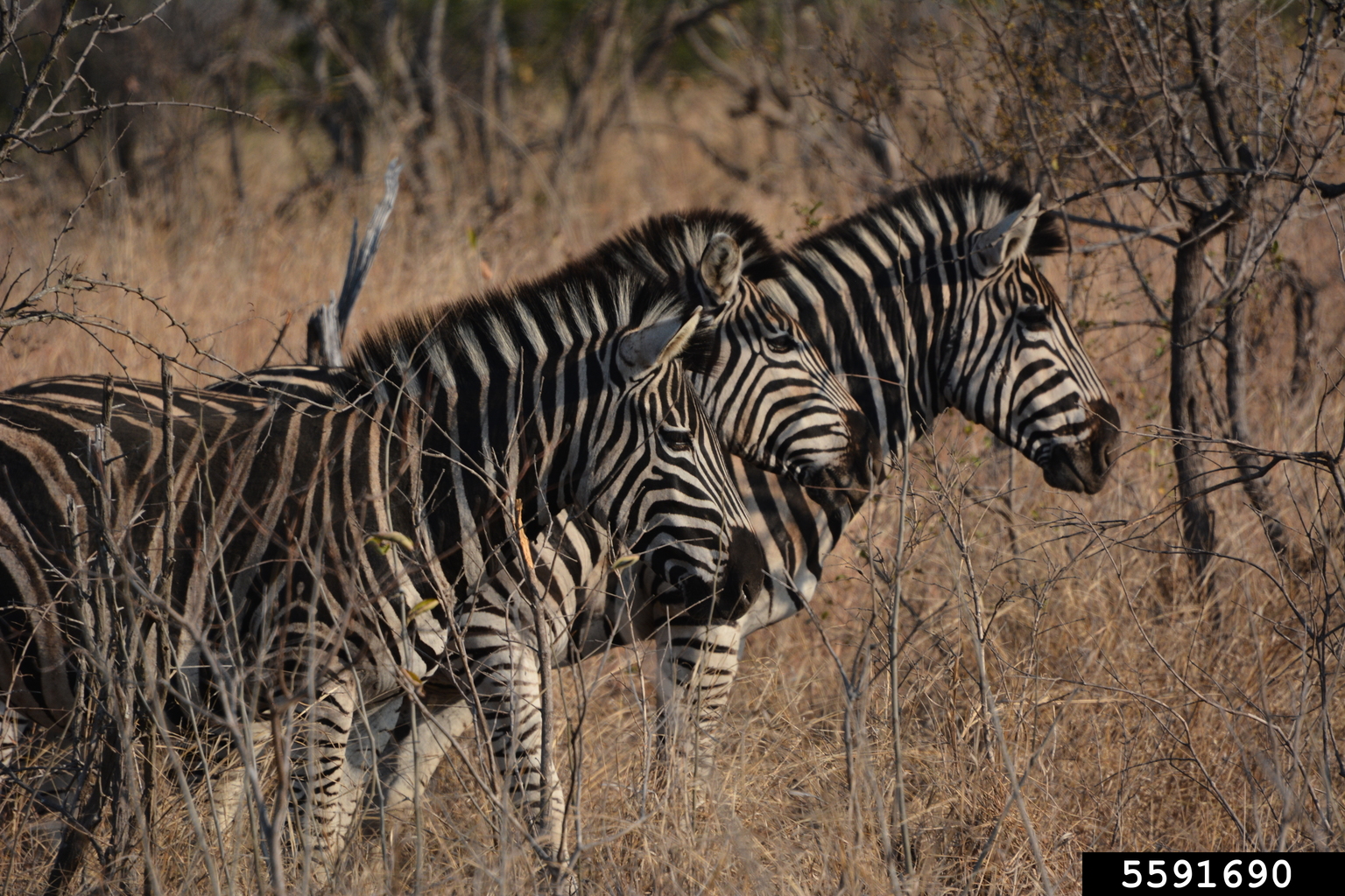 zebra (Equus quagga)