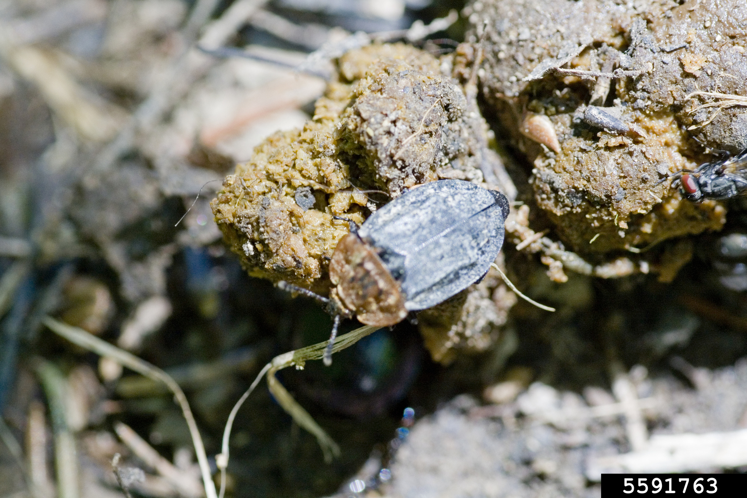 red-breasted carrion beetle (Oiceoptoma thoracicum (Linnaeus, 1758))