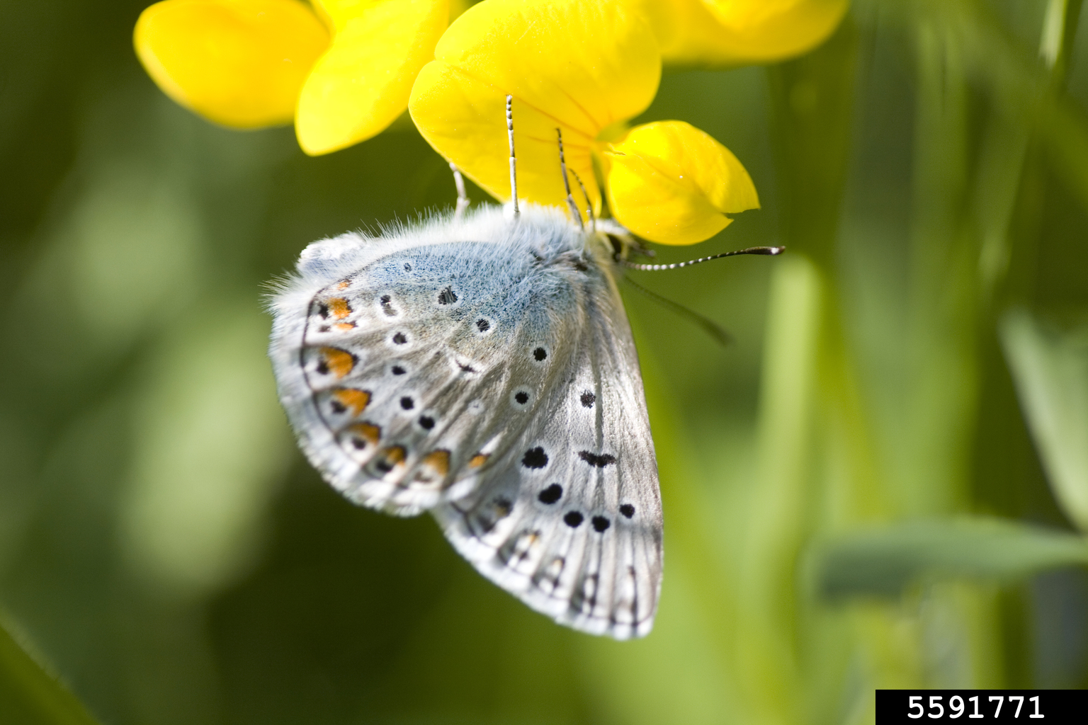 common blue (Polyommatus icarus (Rottemburg, 1775))