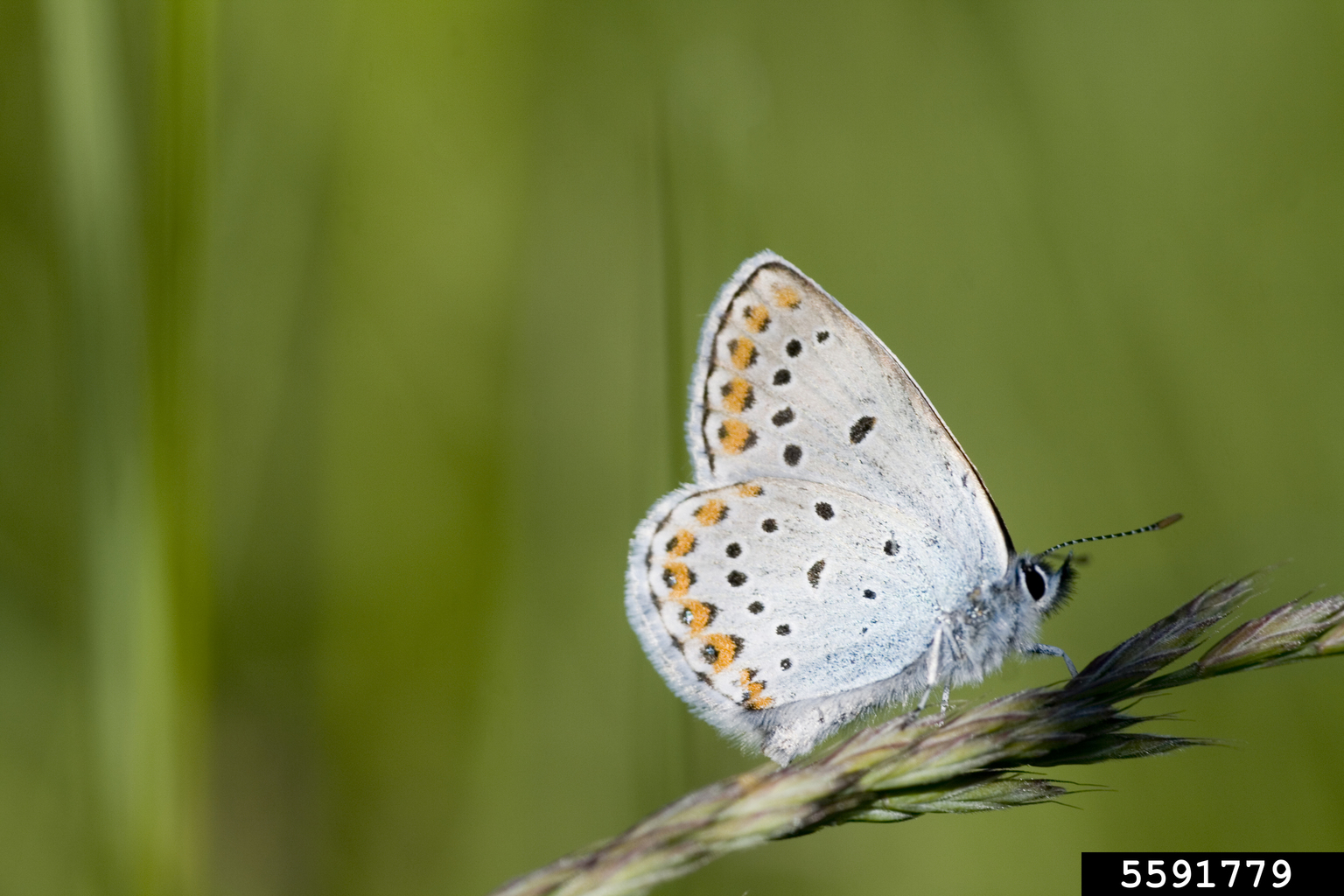 Reverdin's blue (Plebejus argyrognomon (Bergstrasser, 1779))