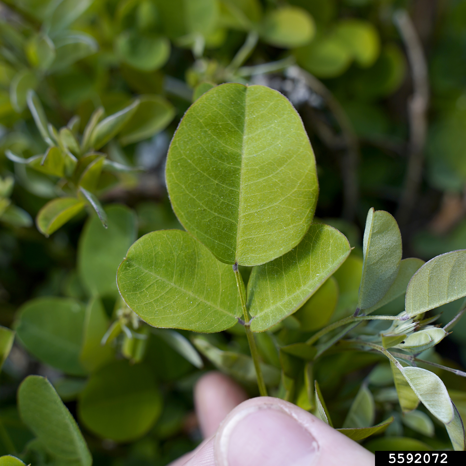 shrubby lespedeza (Lespedeza bicolor Turcz.)