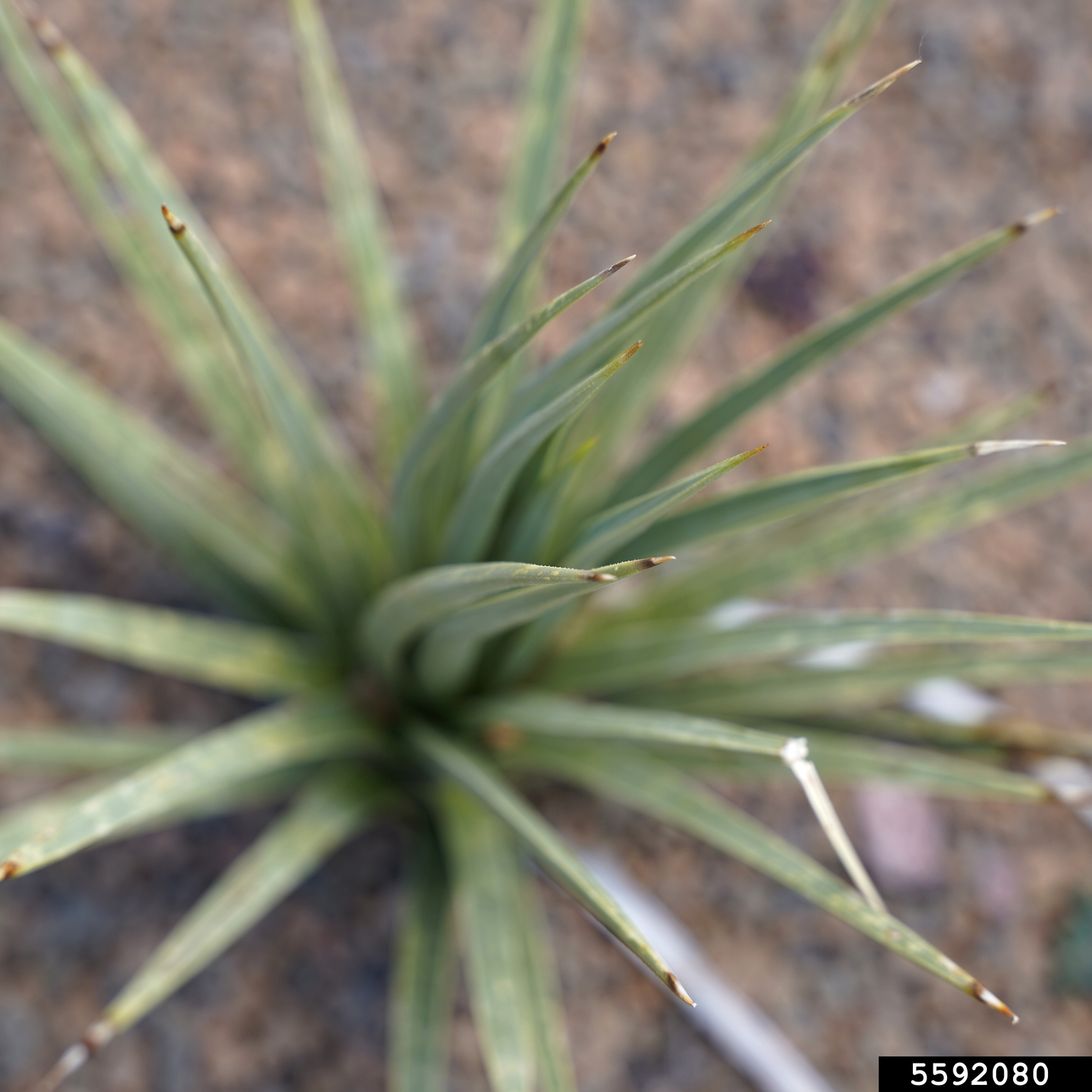 Joshua tree (Yucca brevifolia)
