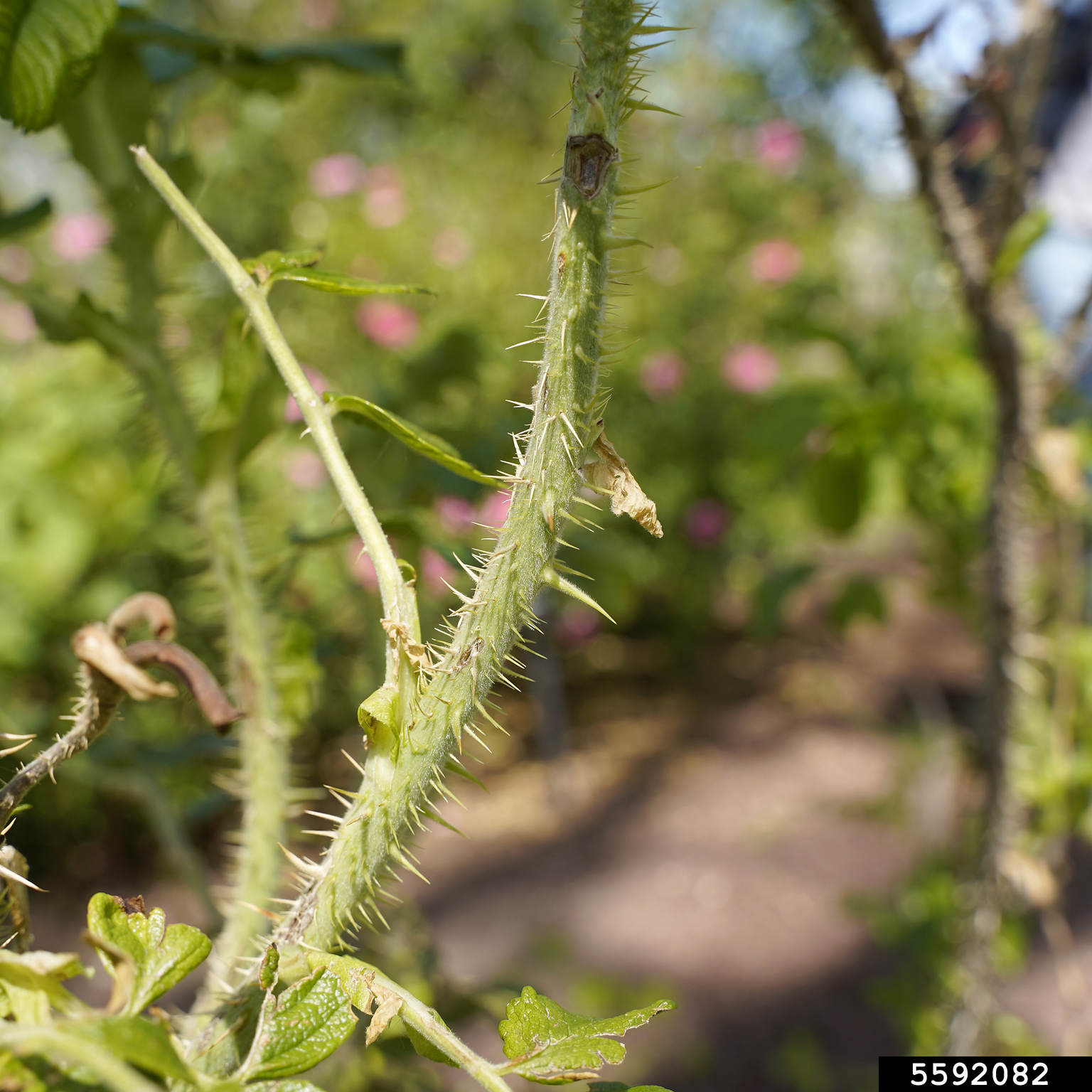 Seaside rose (Rosa rugosa Thunb.)