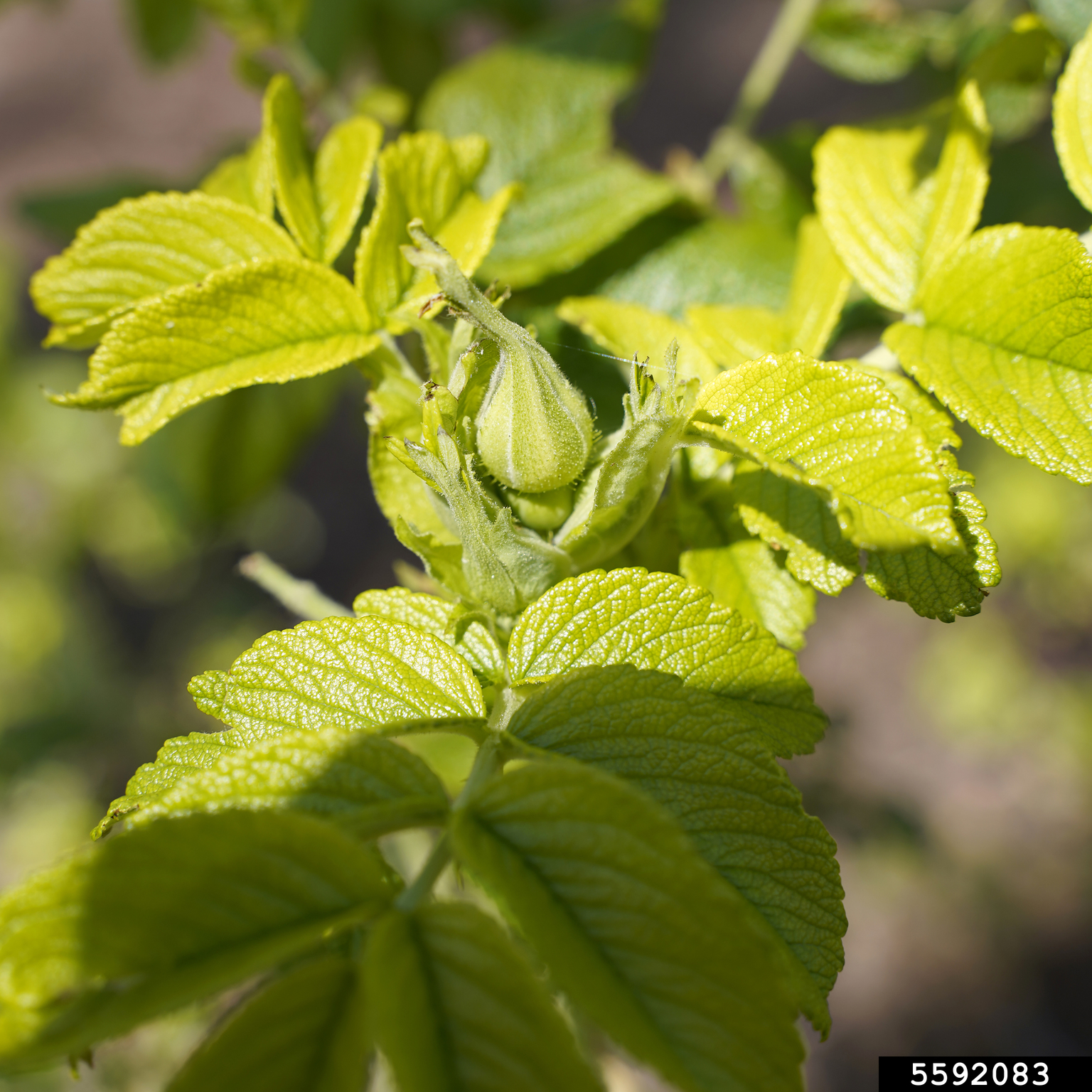 Seaside rose (Rosa rugosa Thunb.)