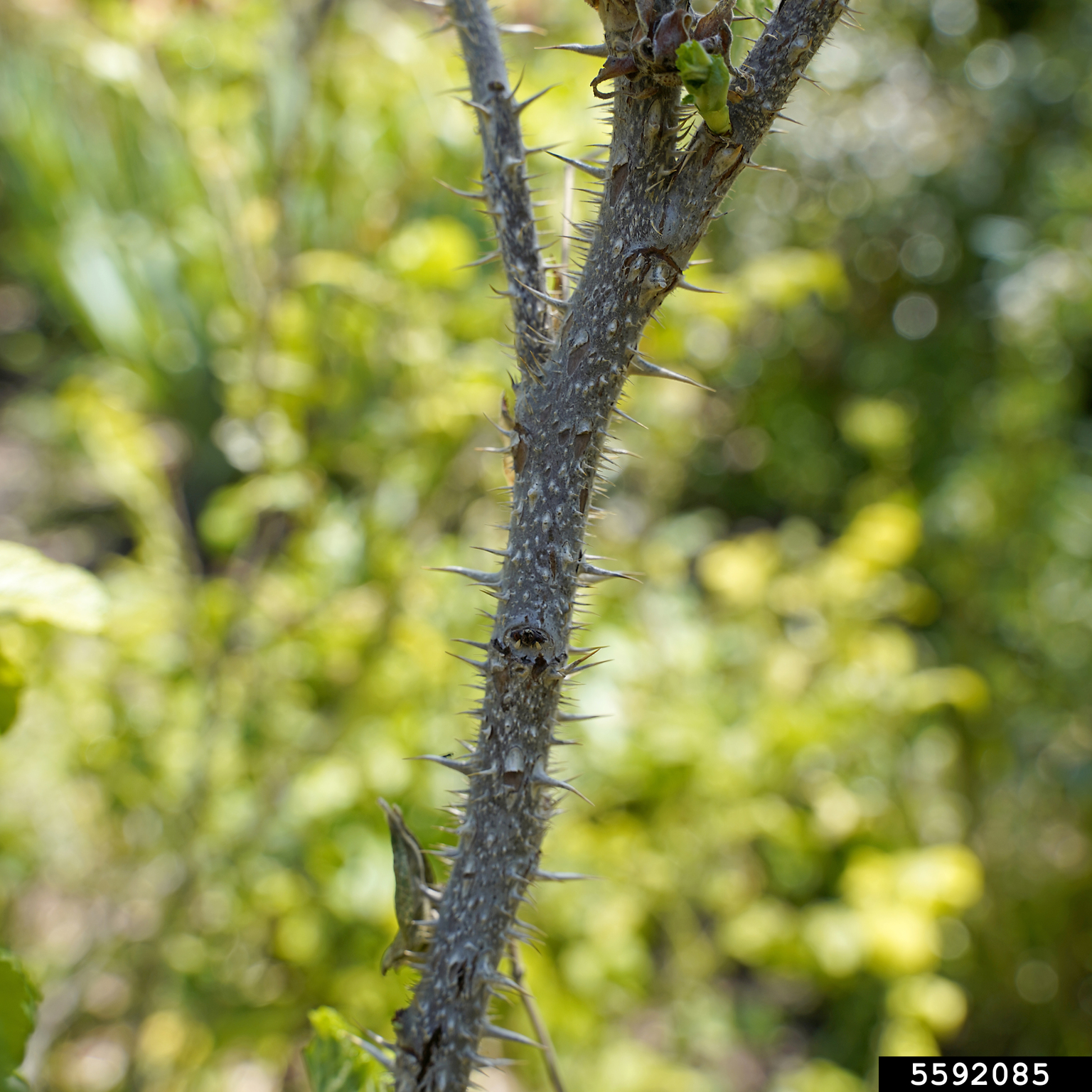 Seaside rose, Rosa rugosa (Rosales: Rosaceae) - 5592085