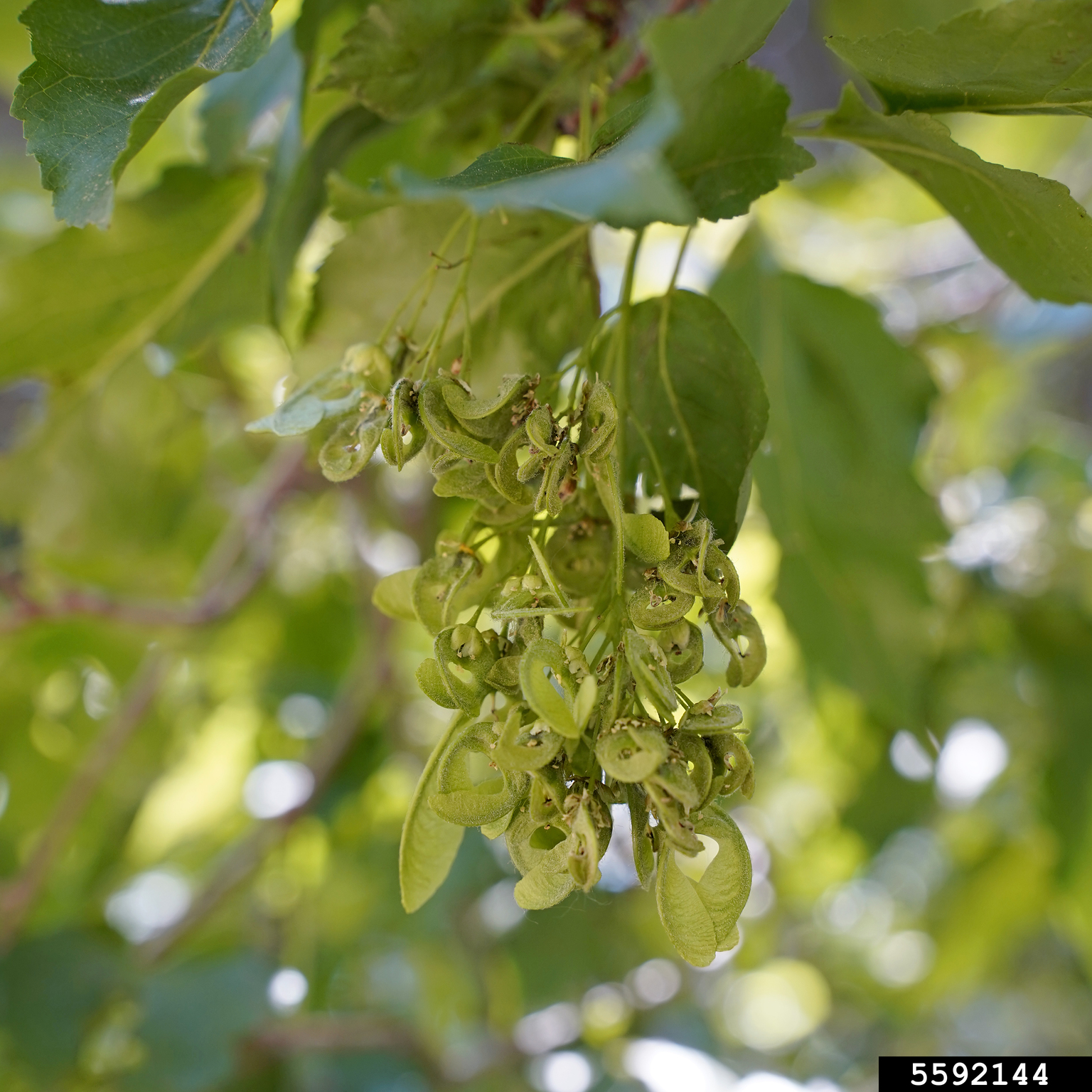 Birch-leaf Maple (Acer stachyophyllum ssp. betulifolium)