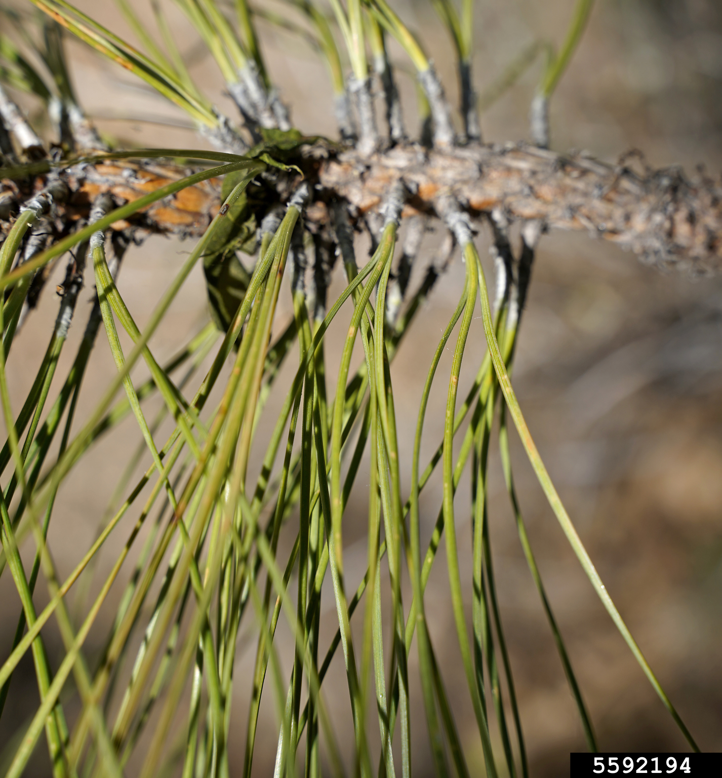Apache pine (Pinus engelmannii Carrière)