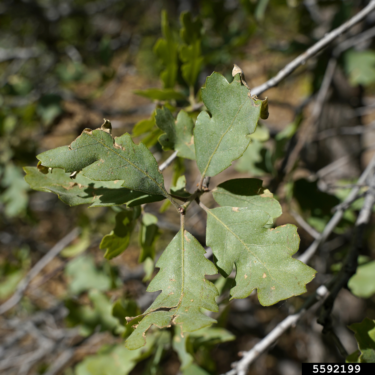 California black oak (Quercus kelloggii)