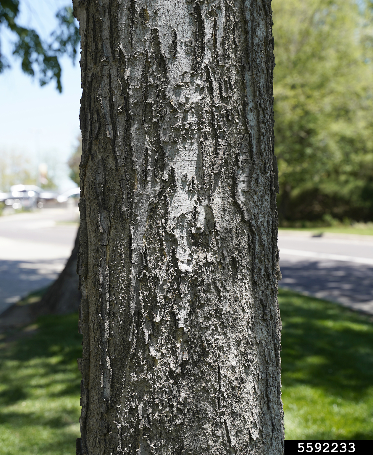 sugarberry (Celtis laevigata)