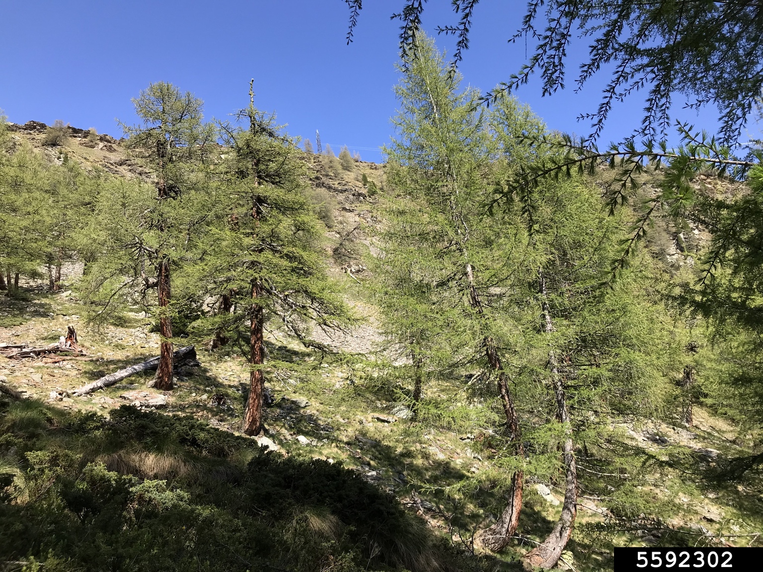 European larch (Larix decidua)