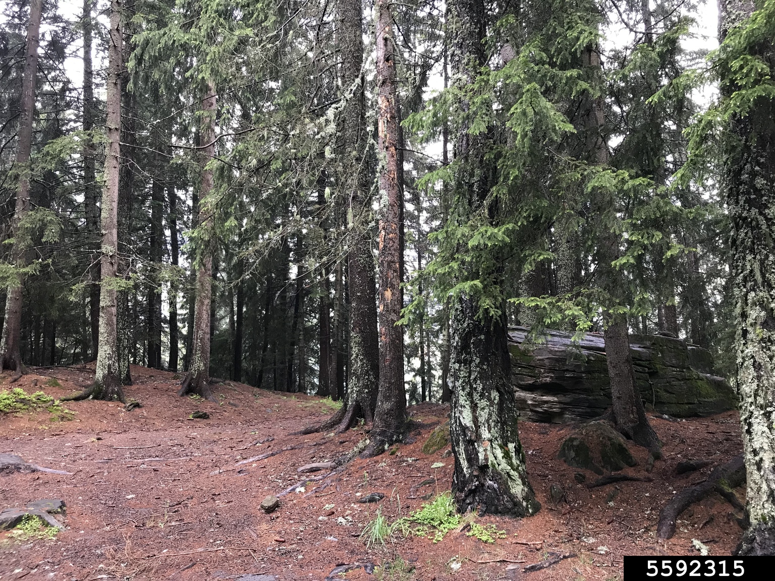 European larch (Larix decidua)