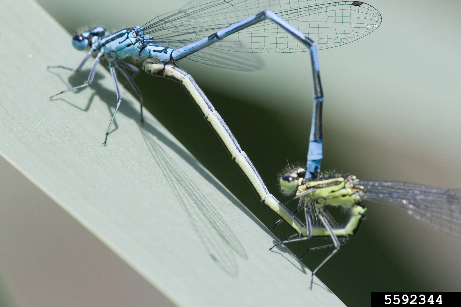 azure damselfly (Coenagrion puella Linnaeus, 1758)