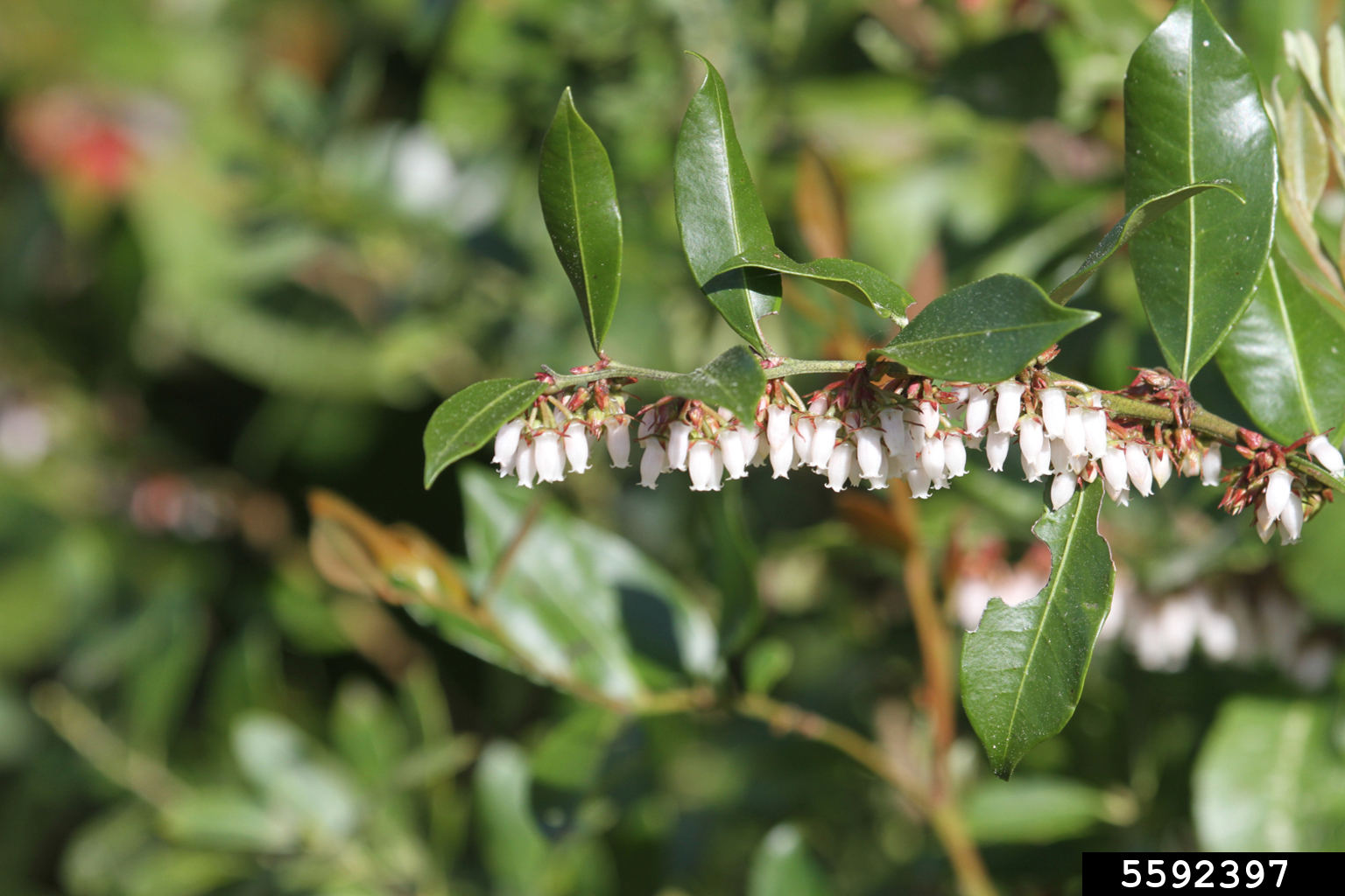 fetterbush lyonia (Lyonia lucida)